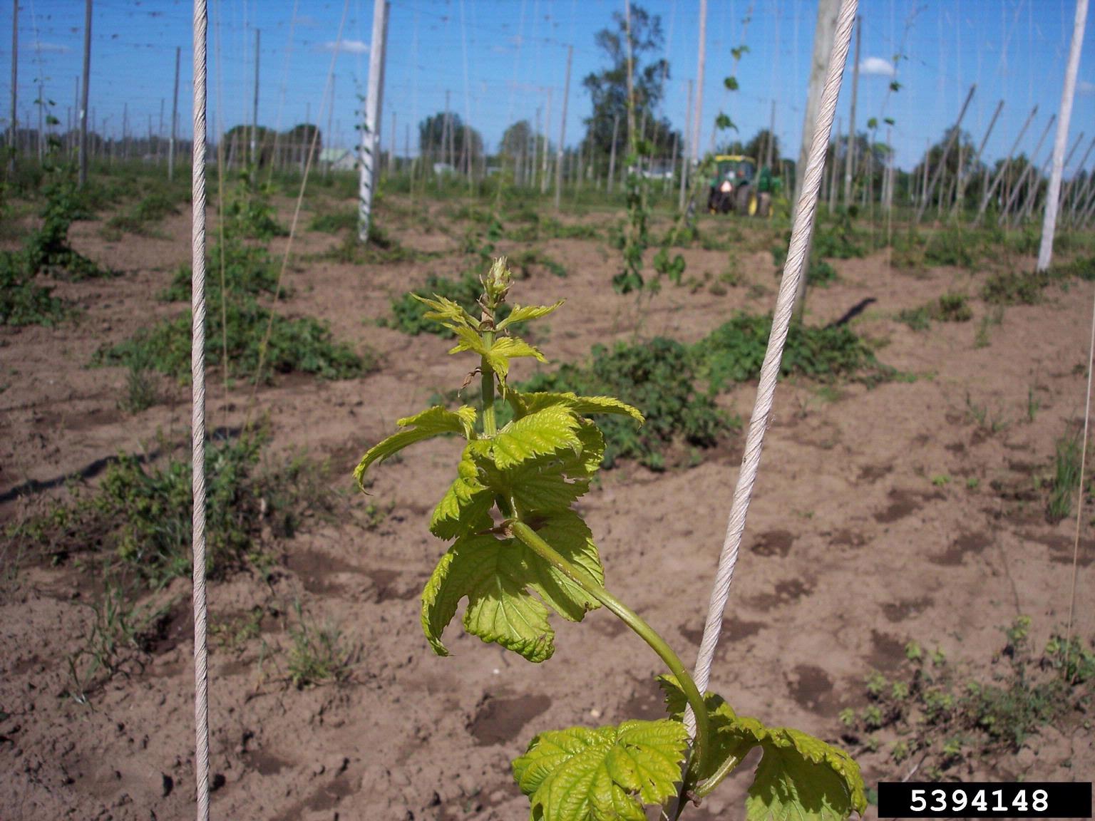 hops downy mildew (Pseudoperonospora humuli (Miyabe & Takah.) G.W. Wilson)