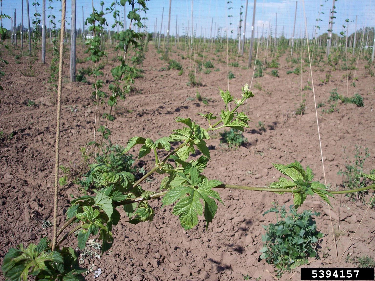 hops downy mildew (Pseudoperonospora humuli (Miyabe & Takah.) G.W. Wilson)