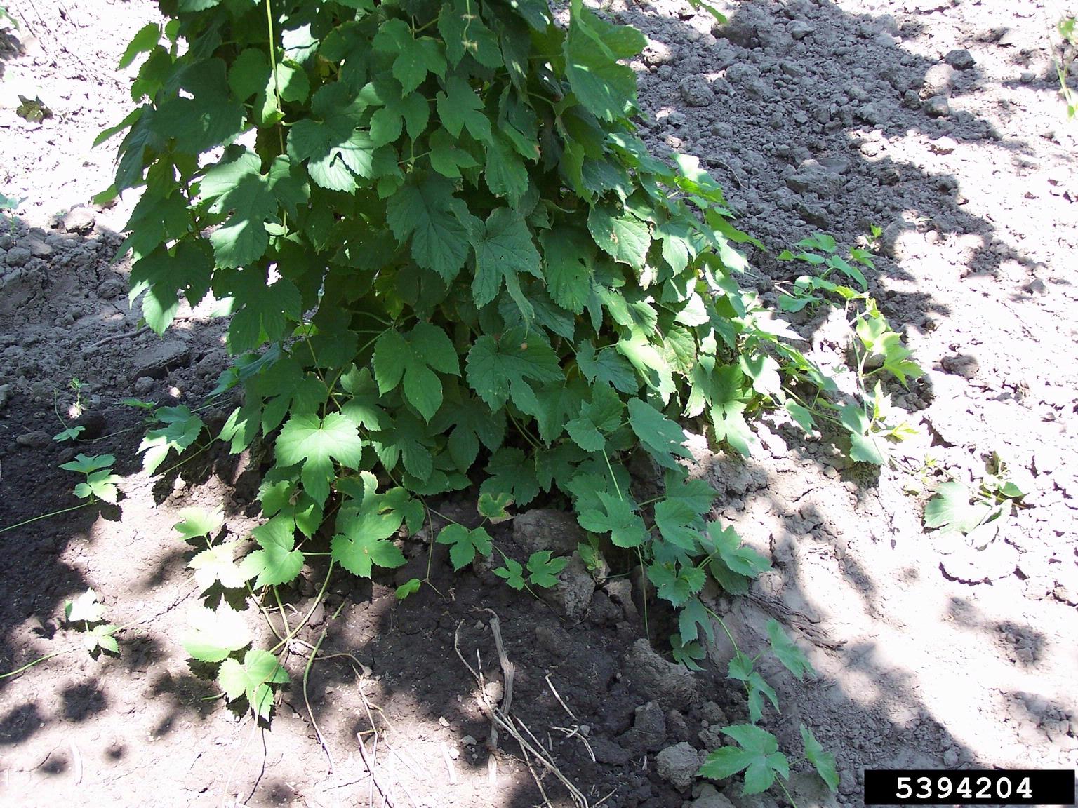 common hop (Humulus lupulus L.)