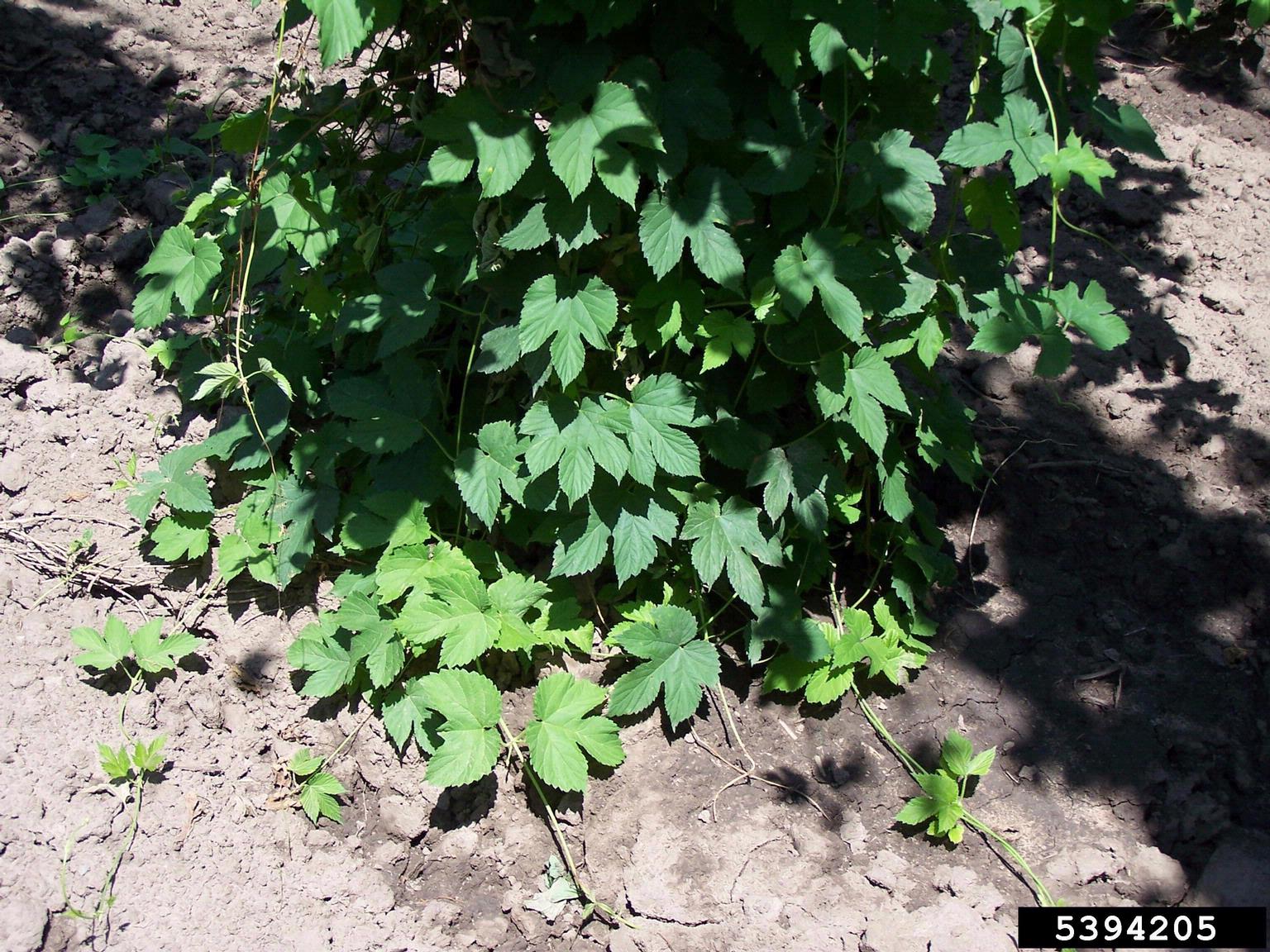 common hop (Humulus lupulus L.)