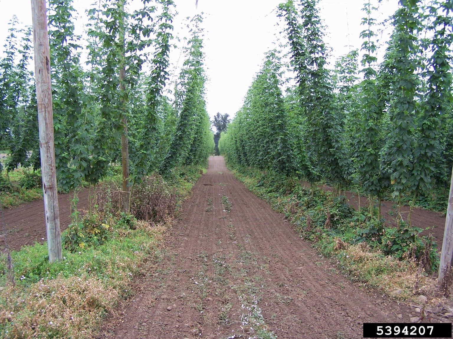 common hop (Humulus lupulus L.)