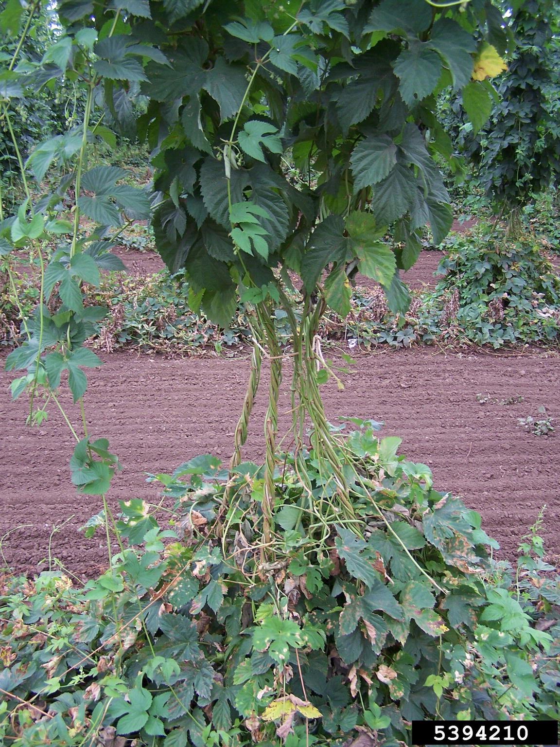 common hop (Humulus lupulus)