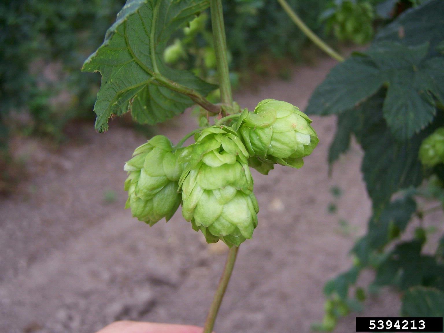 common hop (Humulus lupulus)