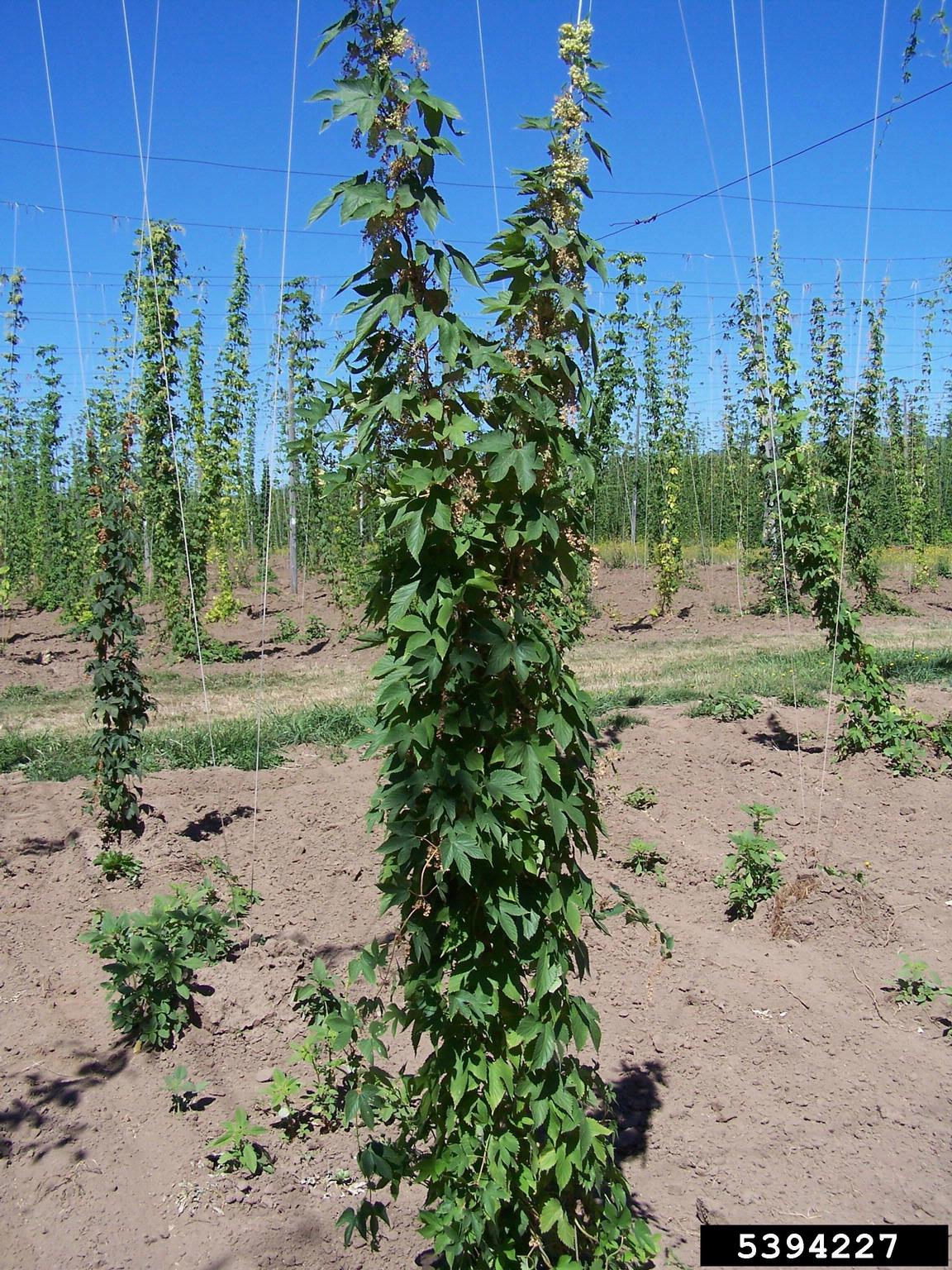 common hop (Humulus lupulus L.)