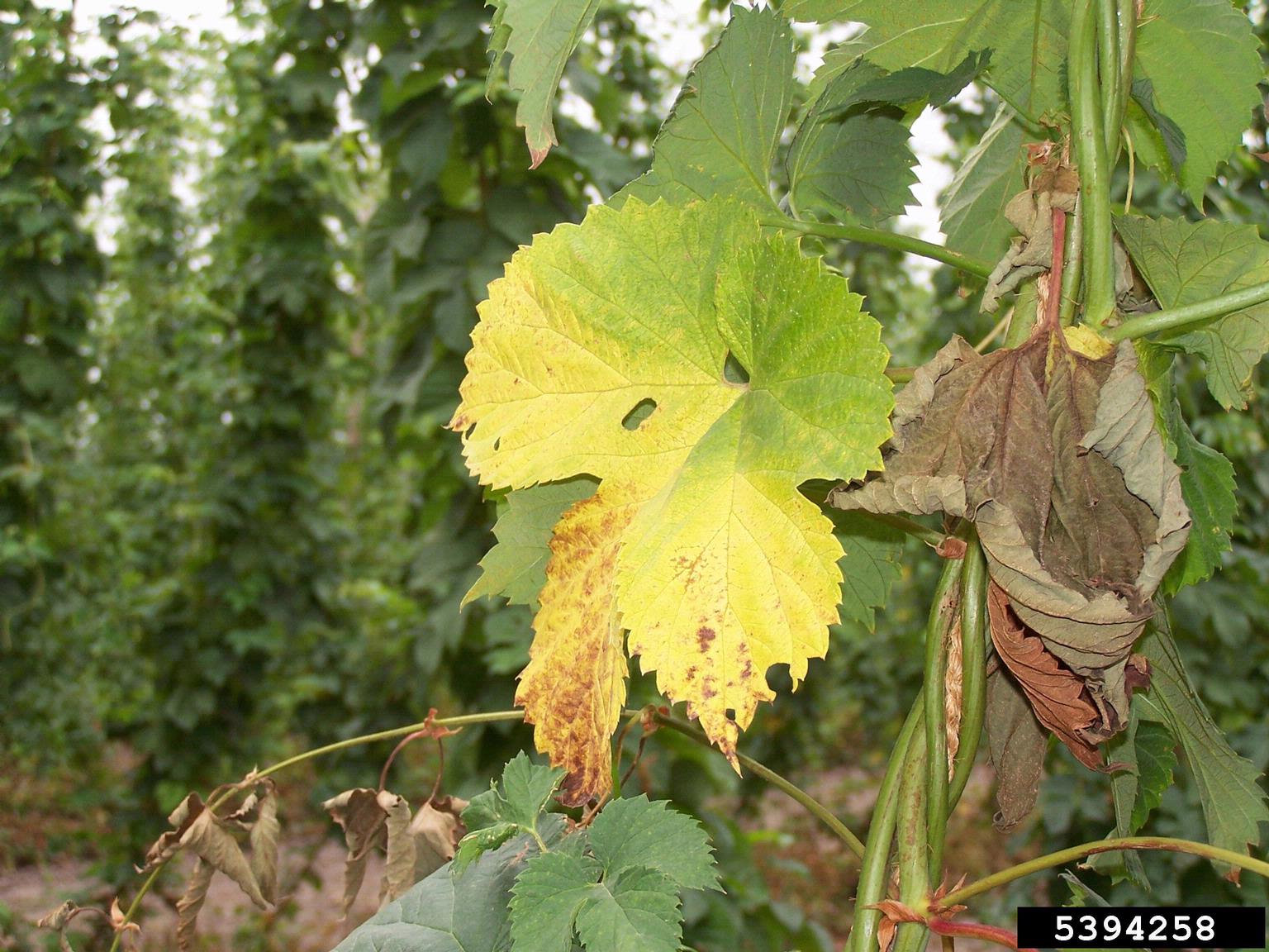 hop stunt viroid (HSVd) (Hostuviroid Hop stunt viroid)