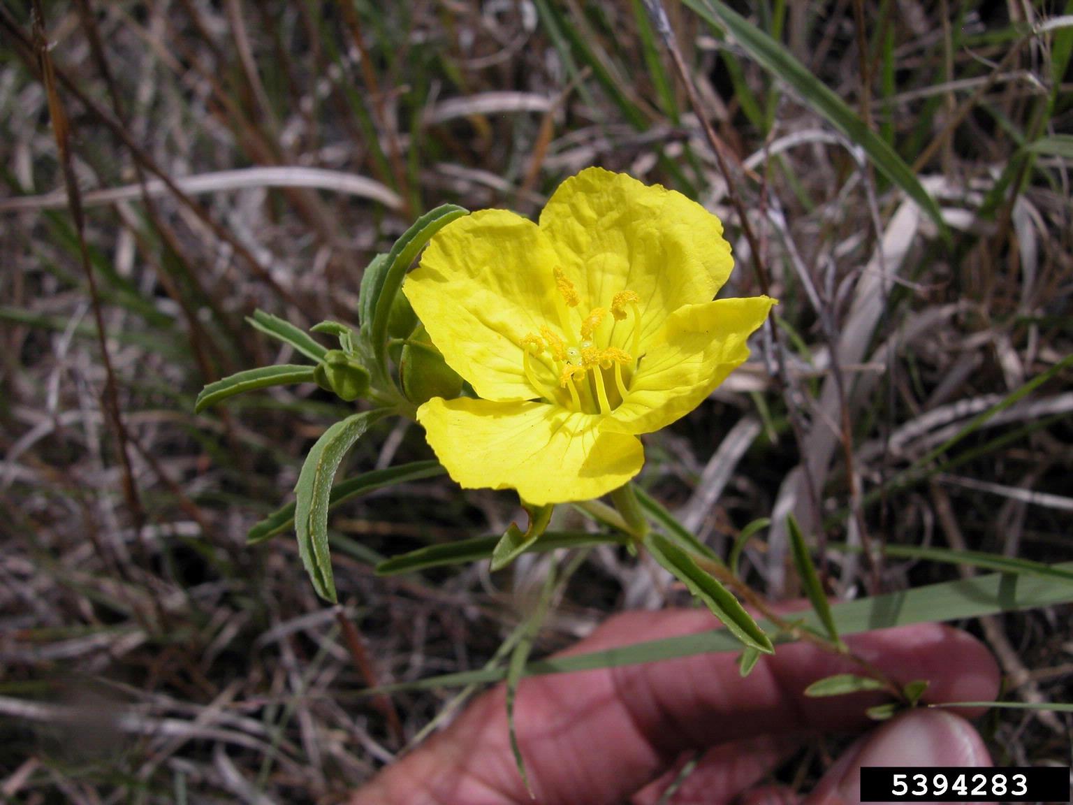 yellow sundrops (Calylophus serrulatus (Nutt.) P.H. Raven)