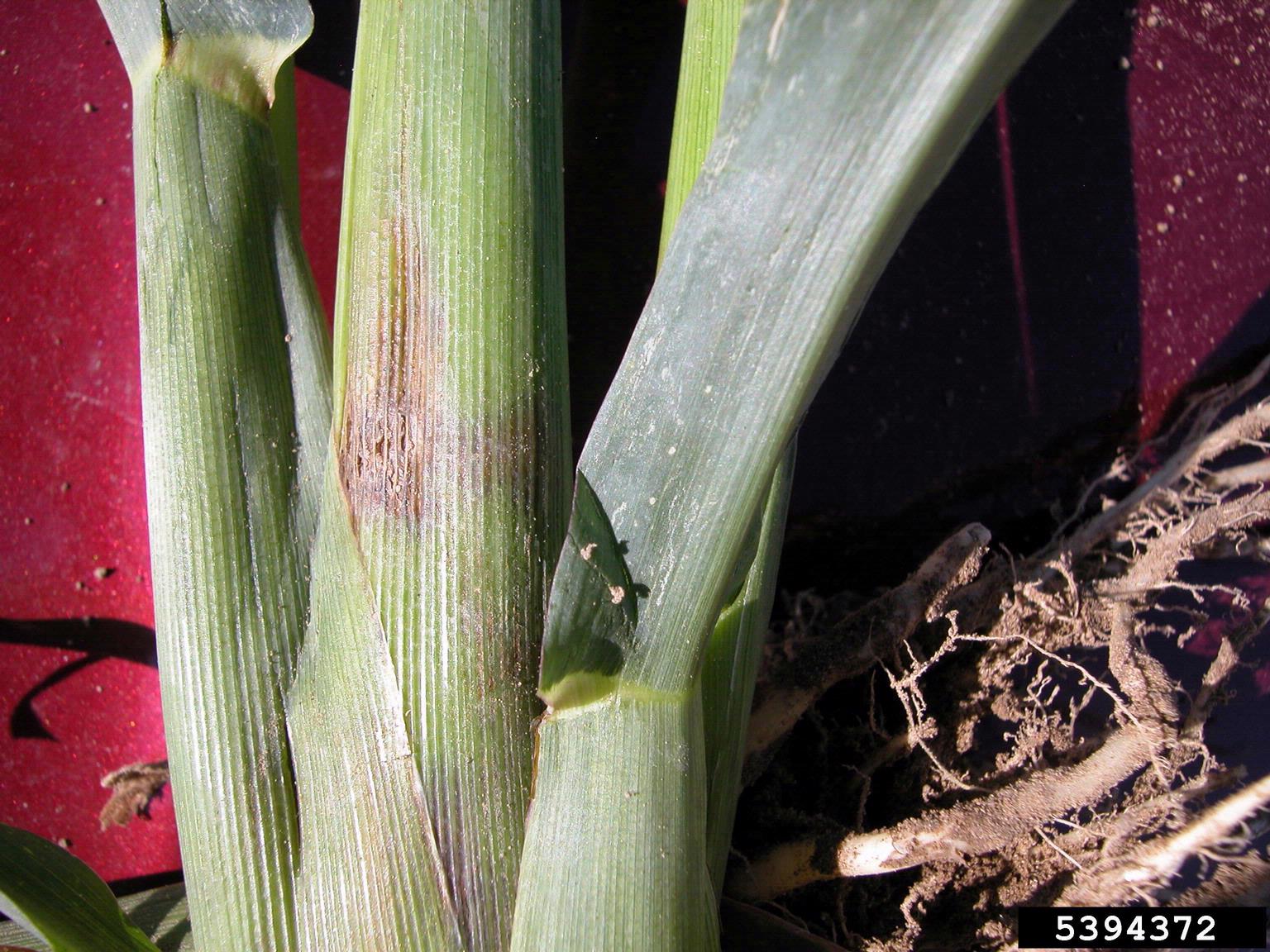 bacterial rot and blight (Dickeya zeae Samson et al. 2005)