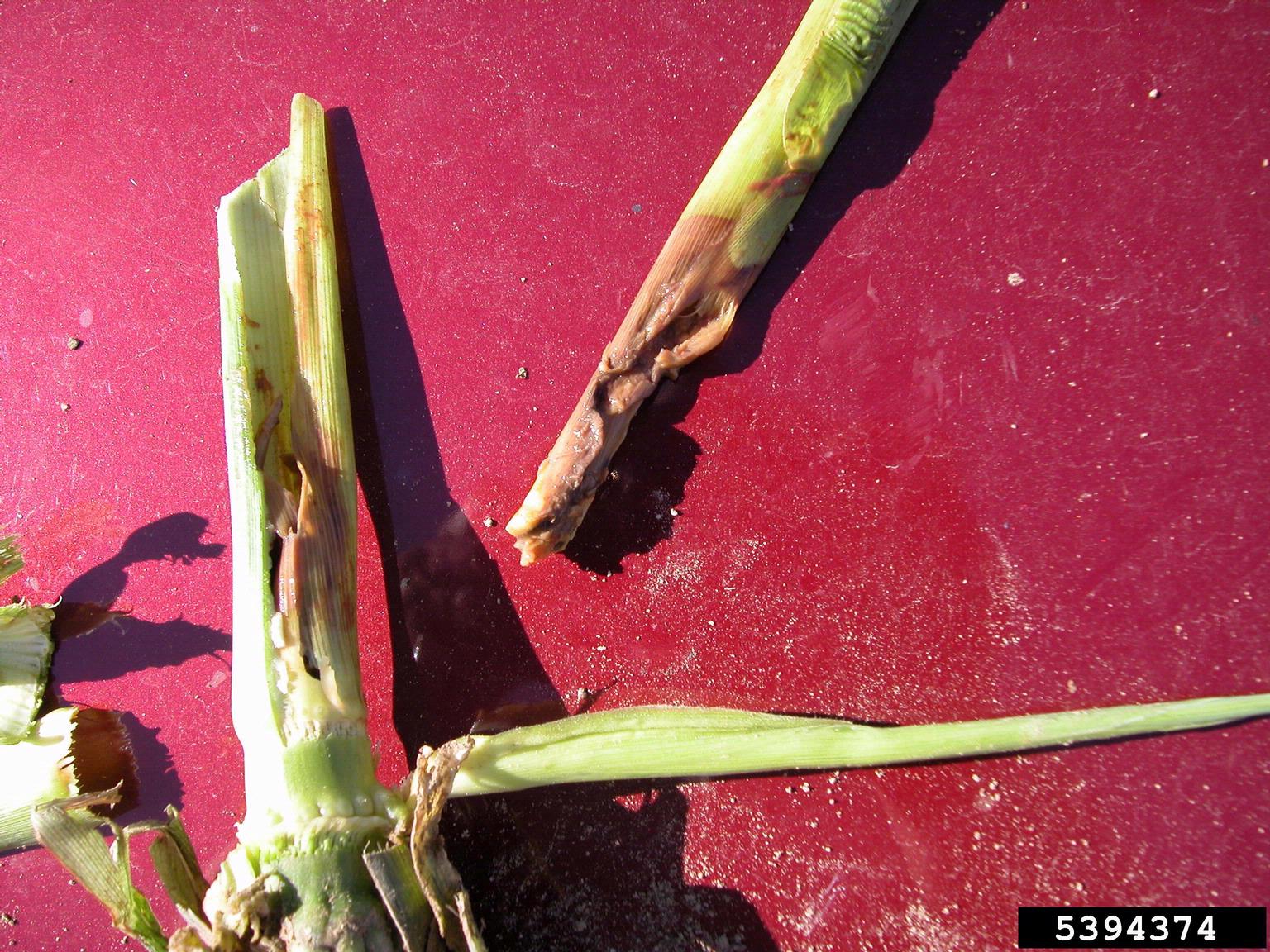 bacterial rot and blight (Dickeya zeae Samson et al. 2005)