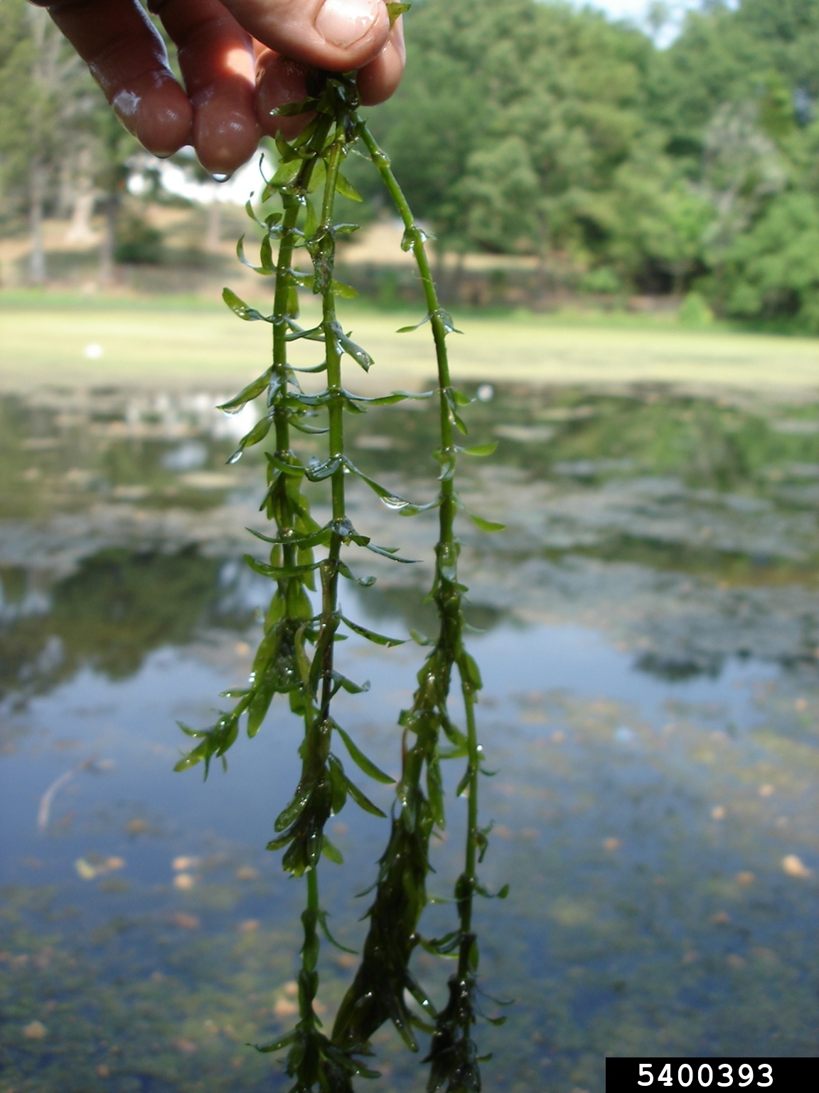 Brazilian waterweed, Brazilian elodea (Egeria densa Planch.)