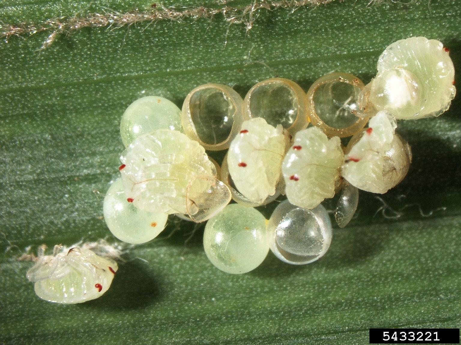 stink bugs (Family Pentatomidae) (Family Pentatomidae)
