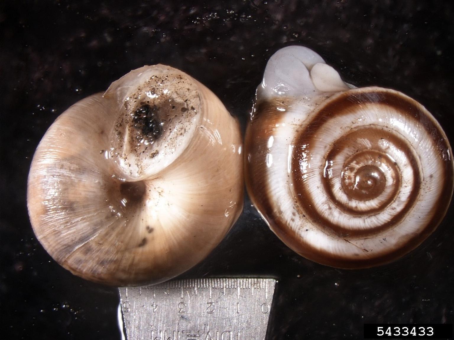 snails (Subfamily Helicellinae) (Subfamily Helicellinae Ihering, 1909)