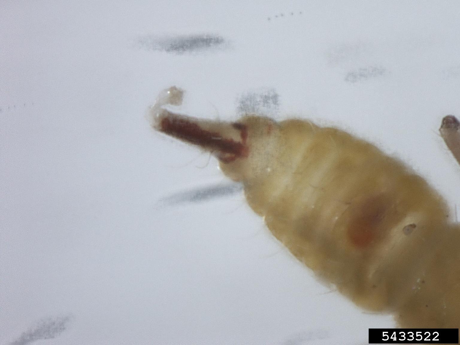 plant bugs (Family Miridae)