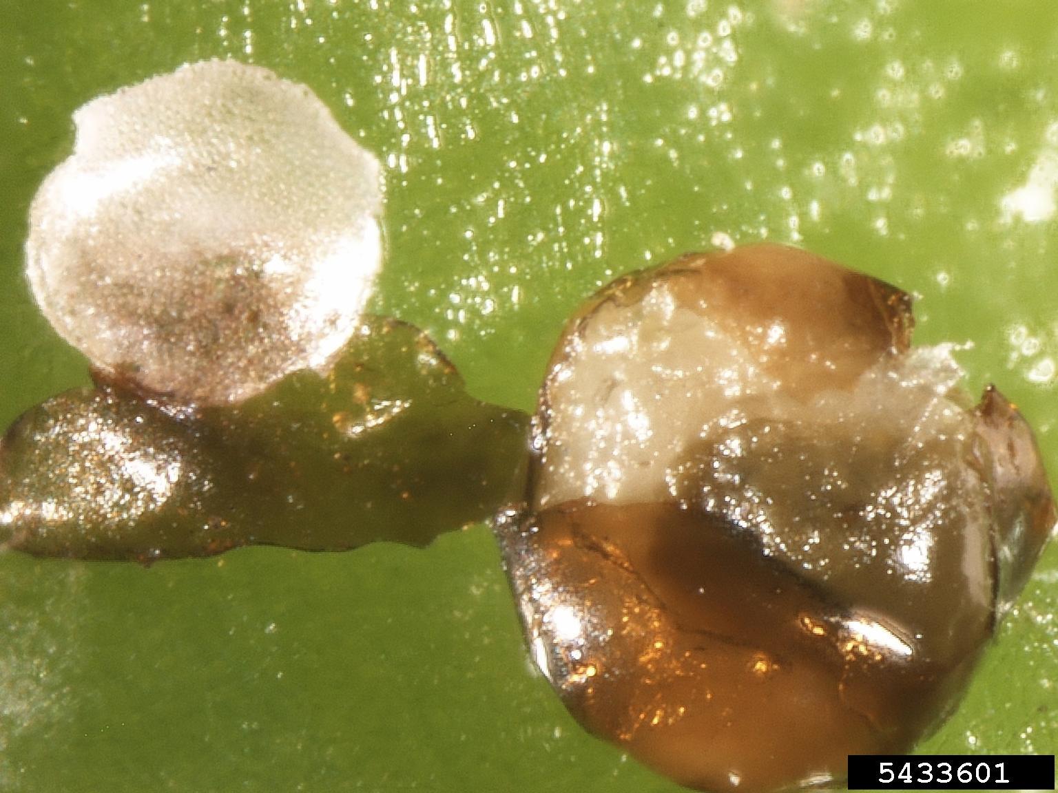 stink bugs (Family Pentatomidae) (Family Pentatomidae)