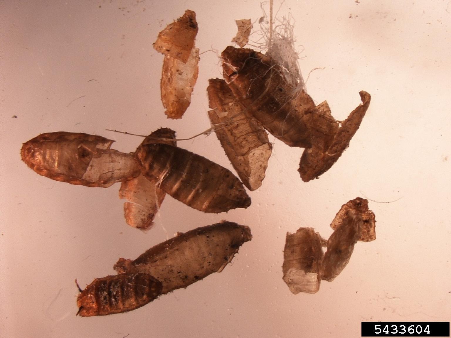 humpbacked flies (Family Phoridae)