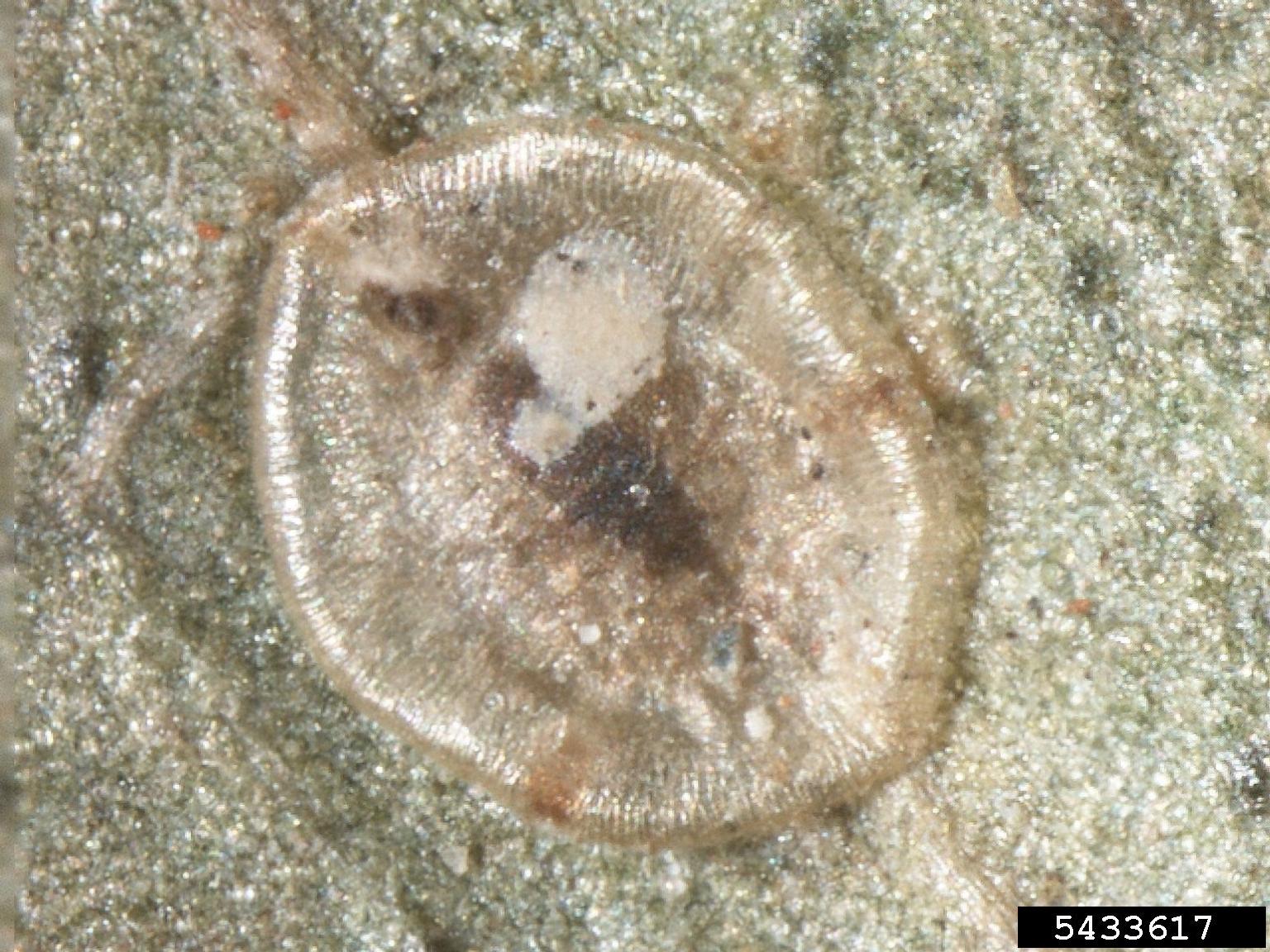 whitefly (Rusostigma eugeniae)