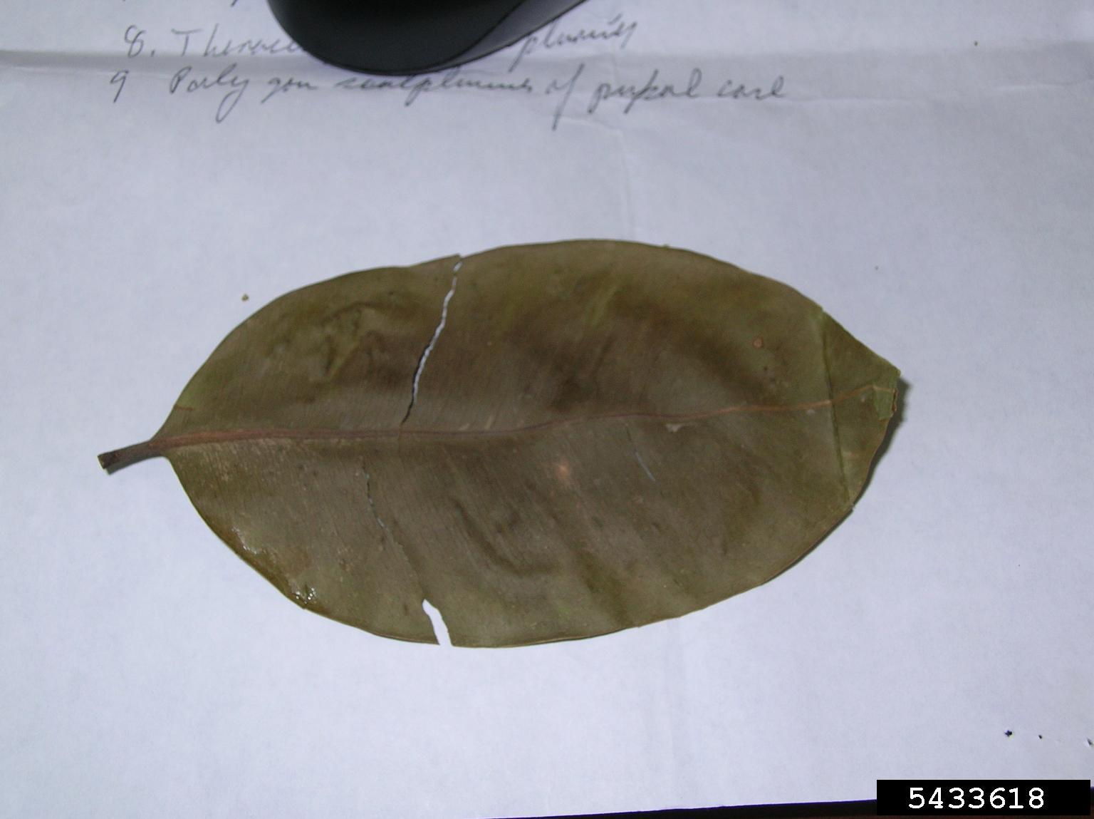 whitefly (Rusostigma eugeniae (Maskell, 1895))