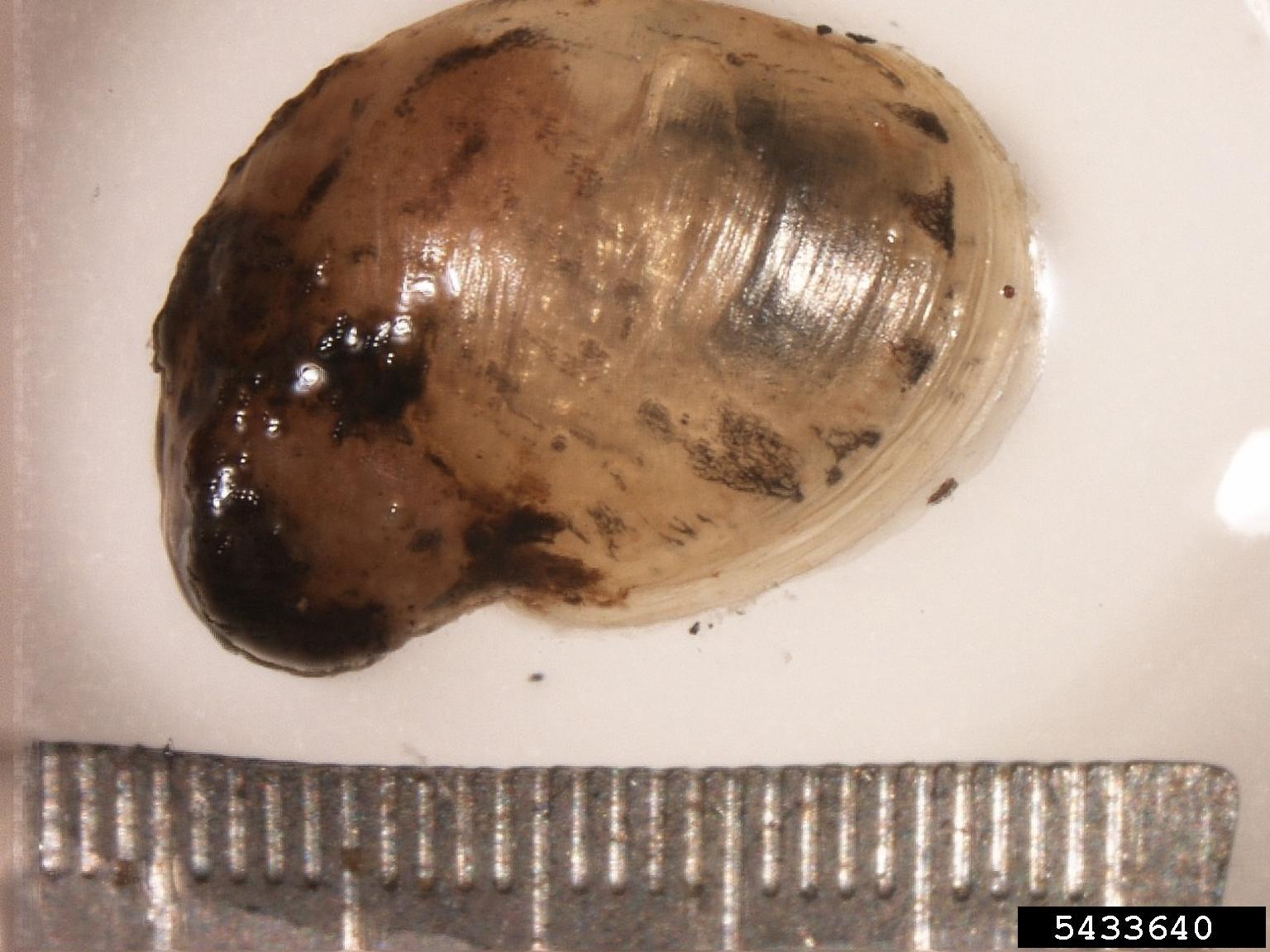 amber snail (Succinea costaricana)