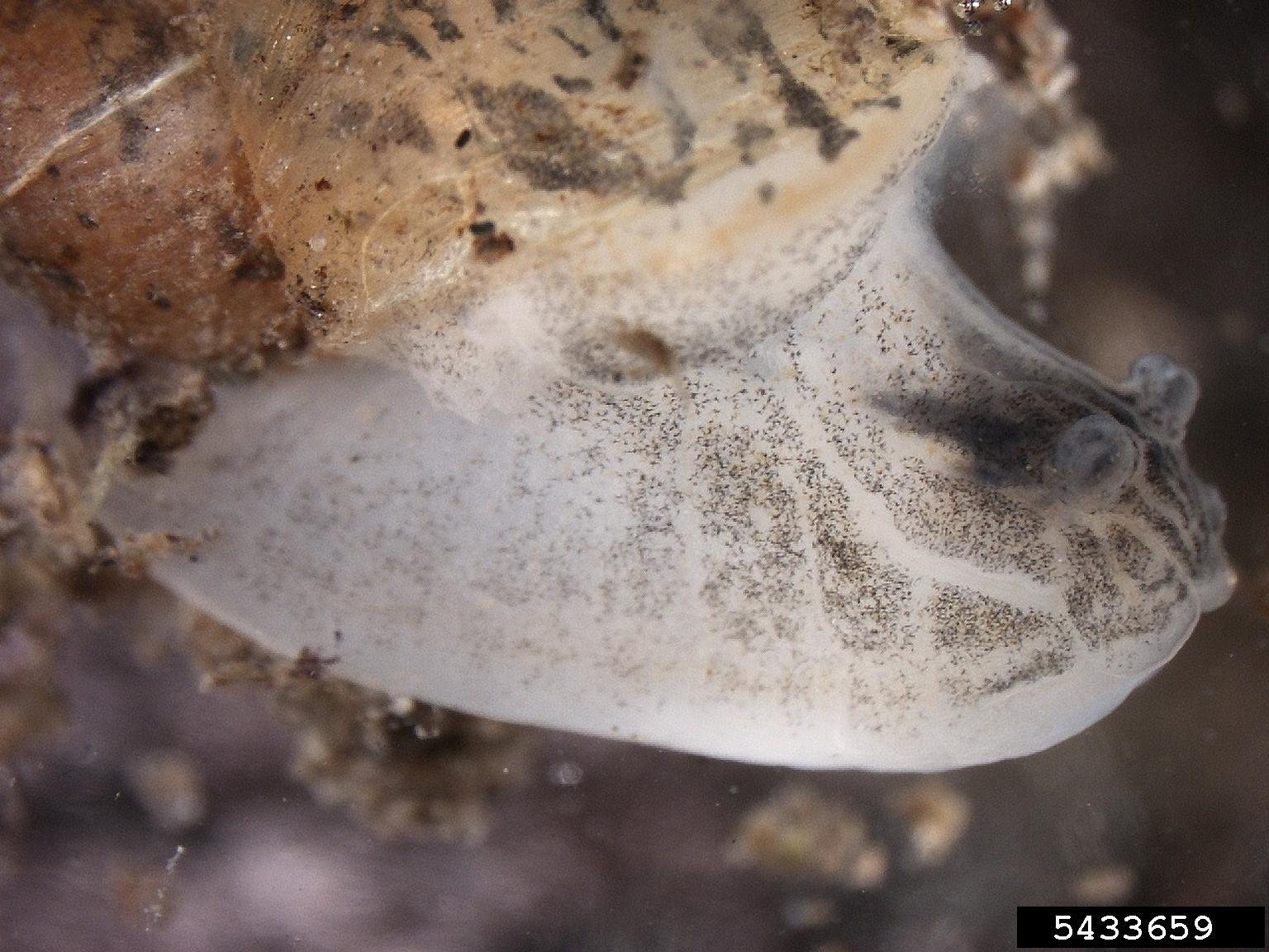 amber snail (Succinea putris)