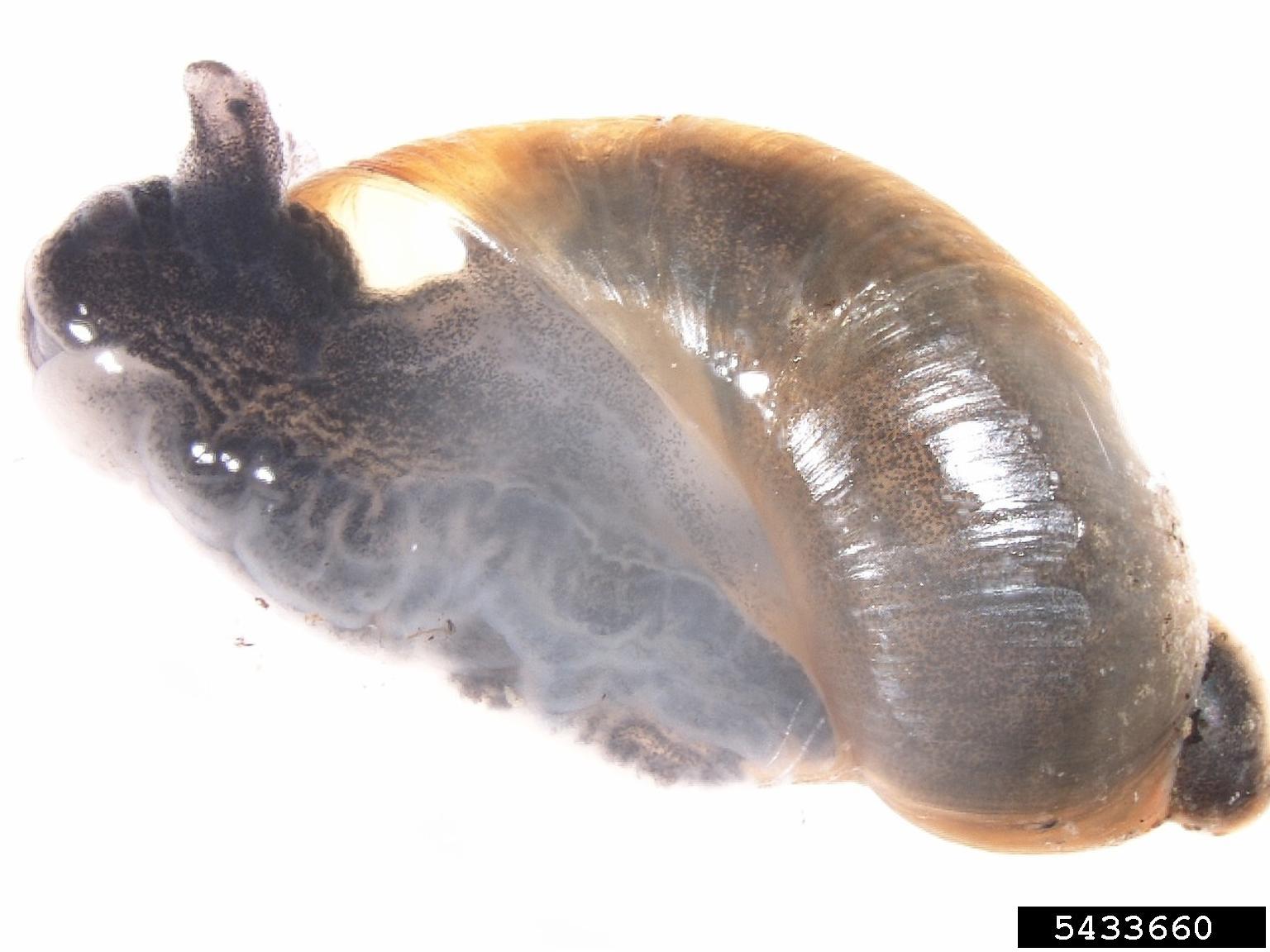 amber snail (Succinea putris (Linnaeus, 1758))