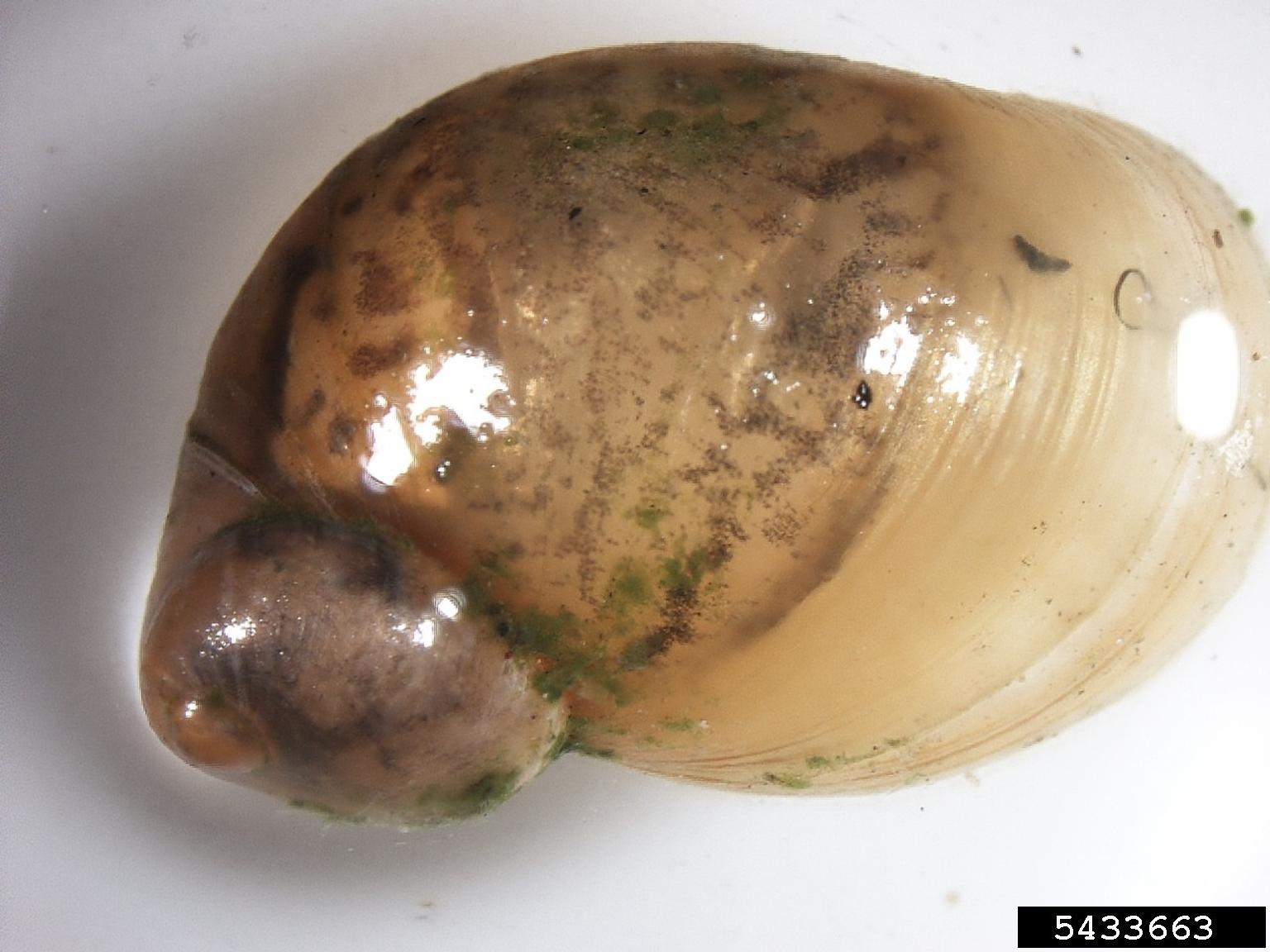 amber snail (Succinea tenella)