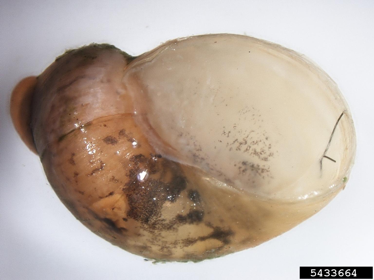 amber snail (Succinea tenella)