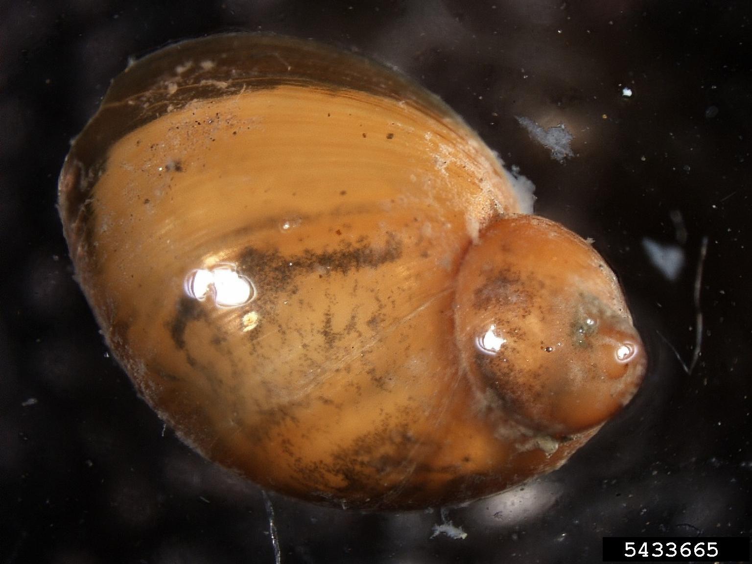 amber snail (Succinea tenella)