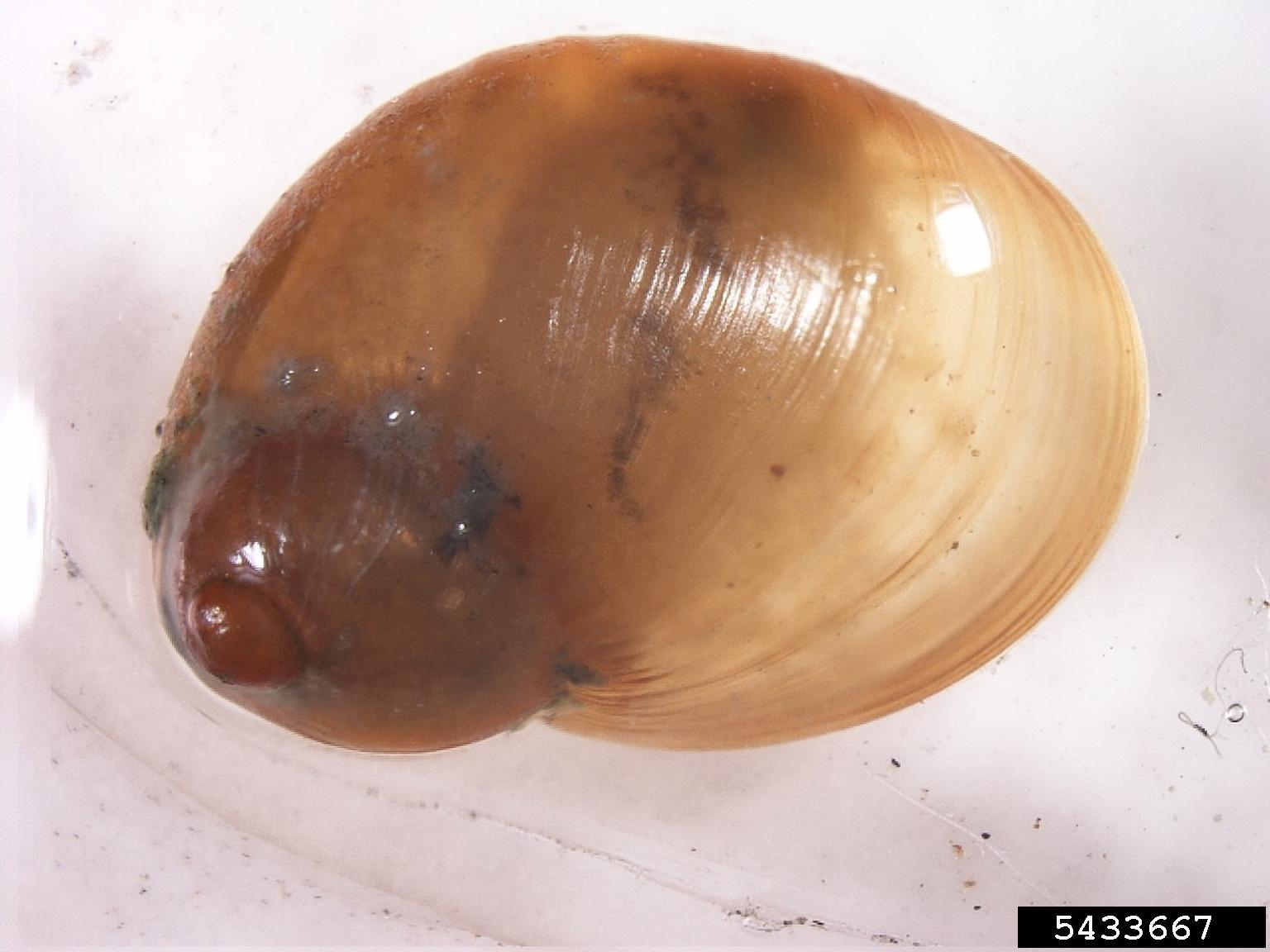 amber snail (Succinea tenella)