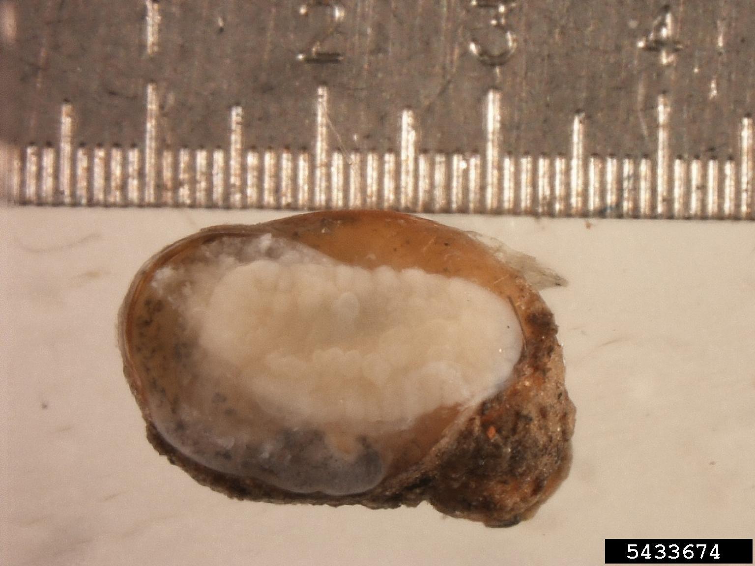 amber snails (Genus Succinea Draparnaud, 1801)