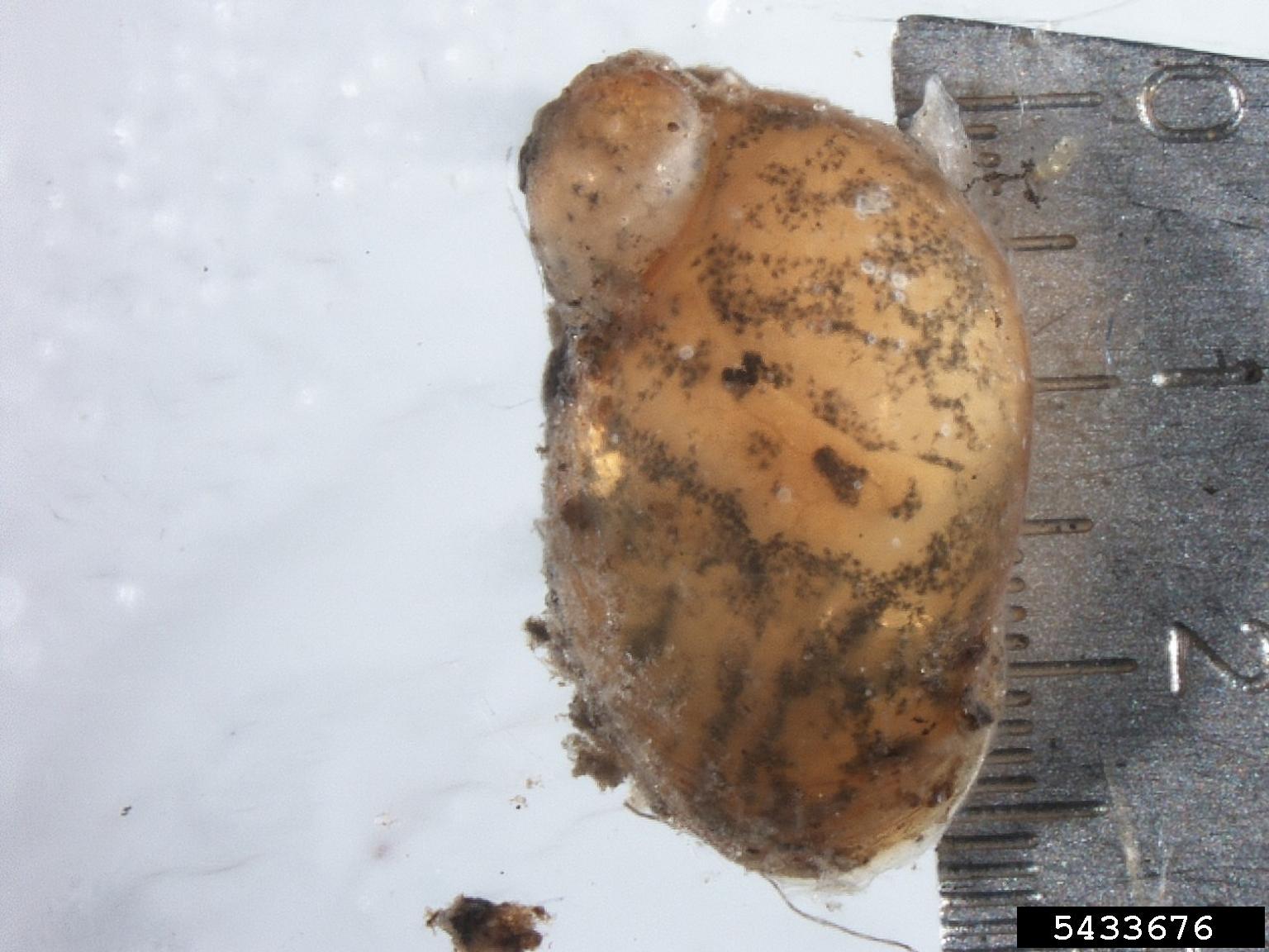 amber snails (Genus Succinea)