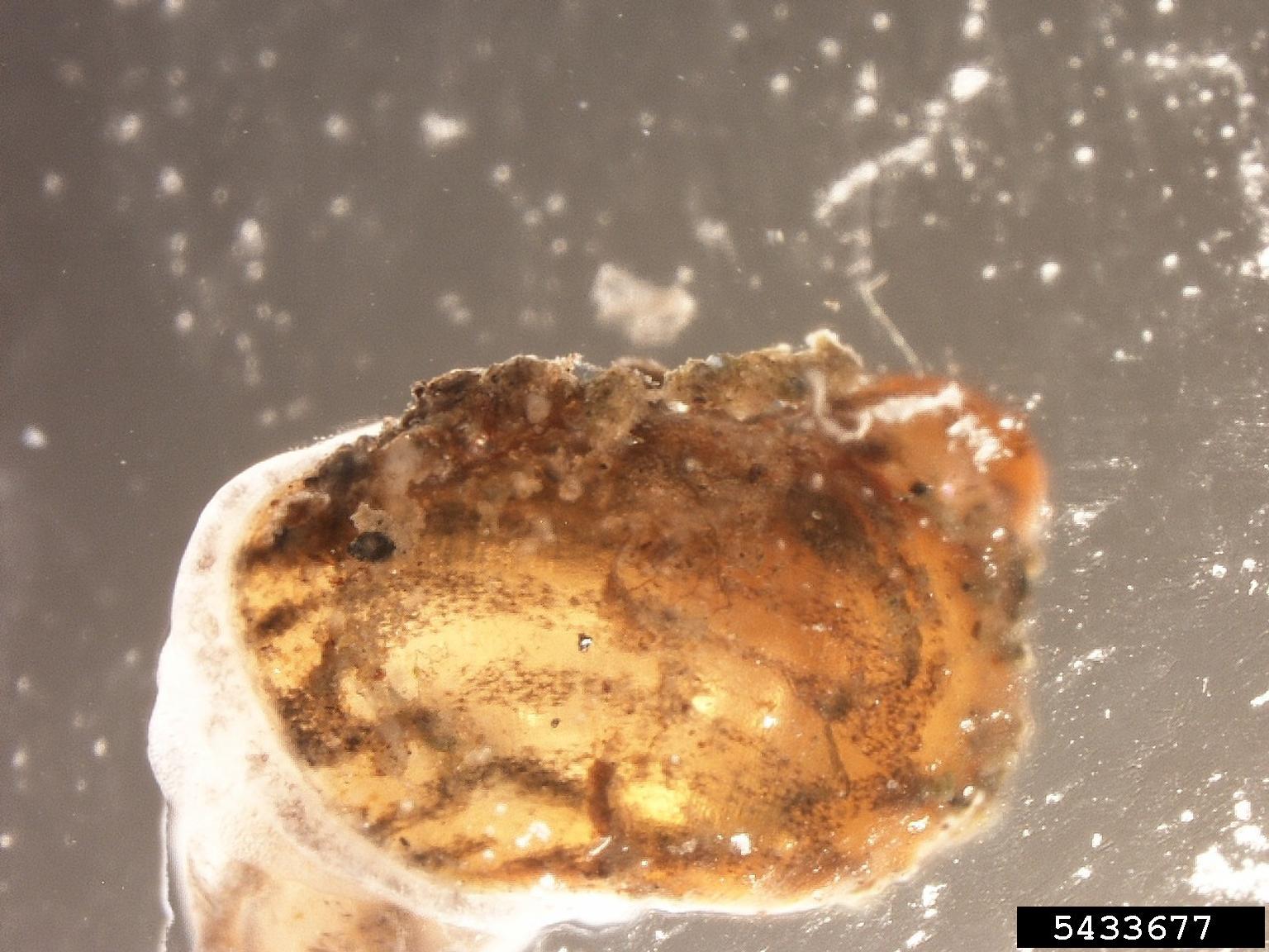 amber snails (Genus Succinea)