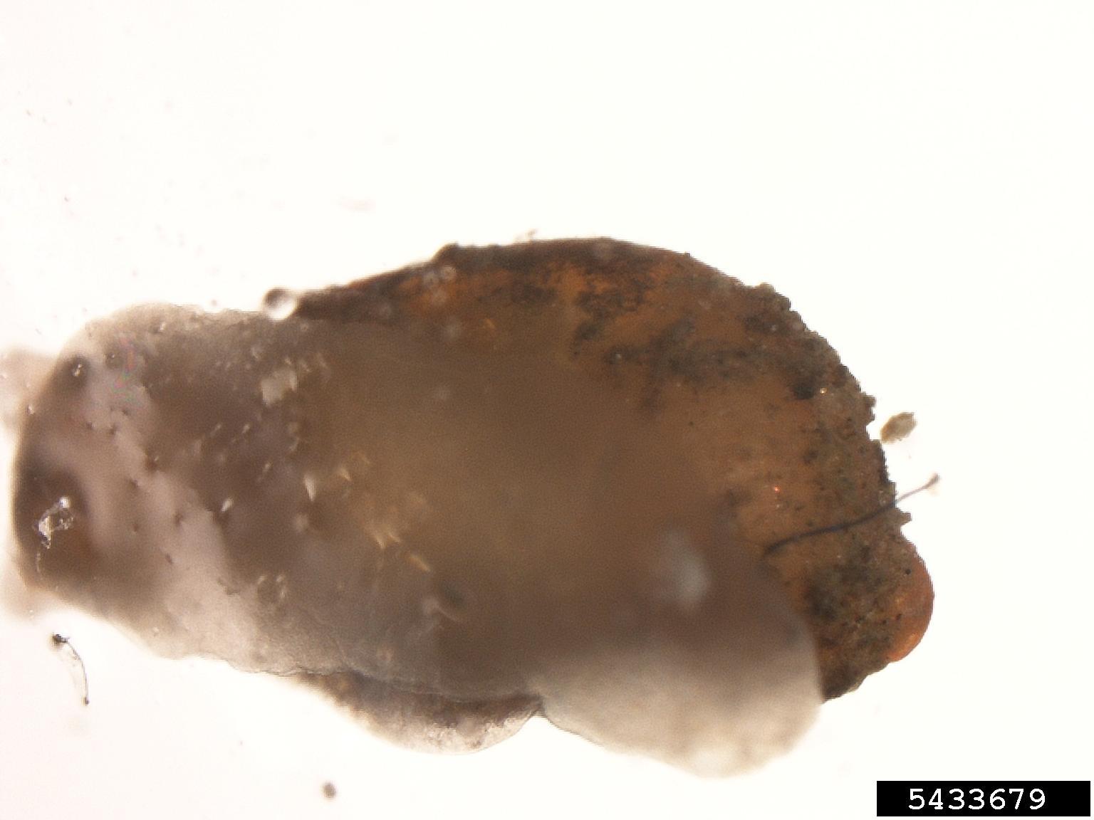 amber snails (Genus Succinea Draparnaud, 1801)