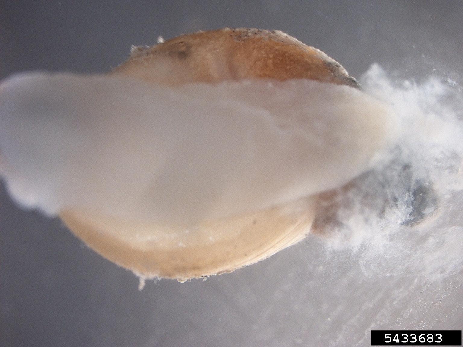 amber snails (Genus Succinea)