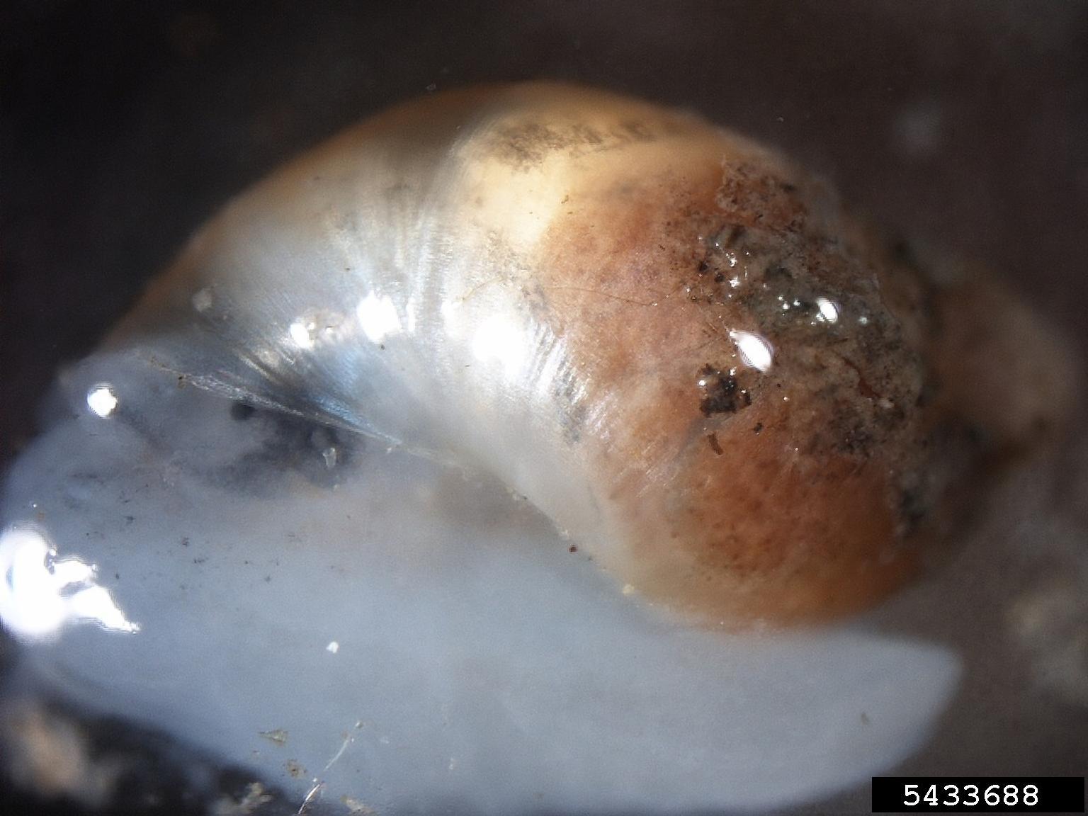 amber snails (Genus Succinea Draparnaud, 1801)