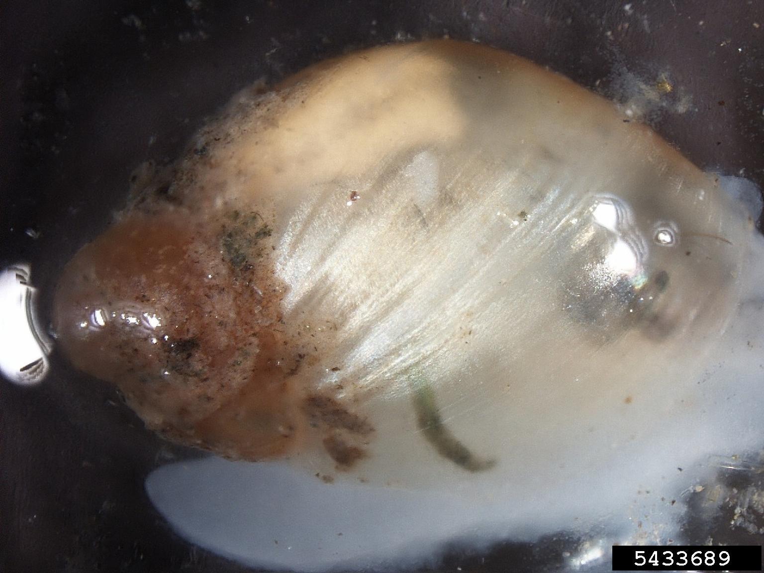 amber snails (Genus Succinea)