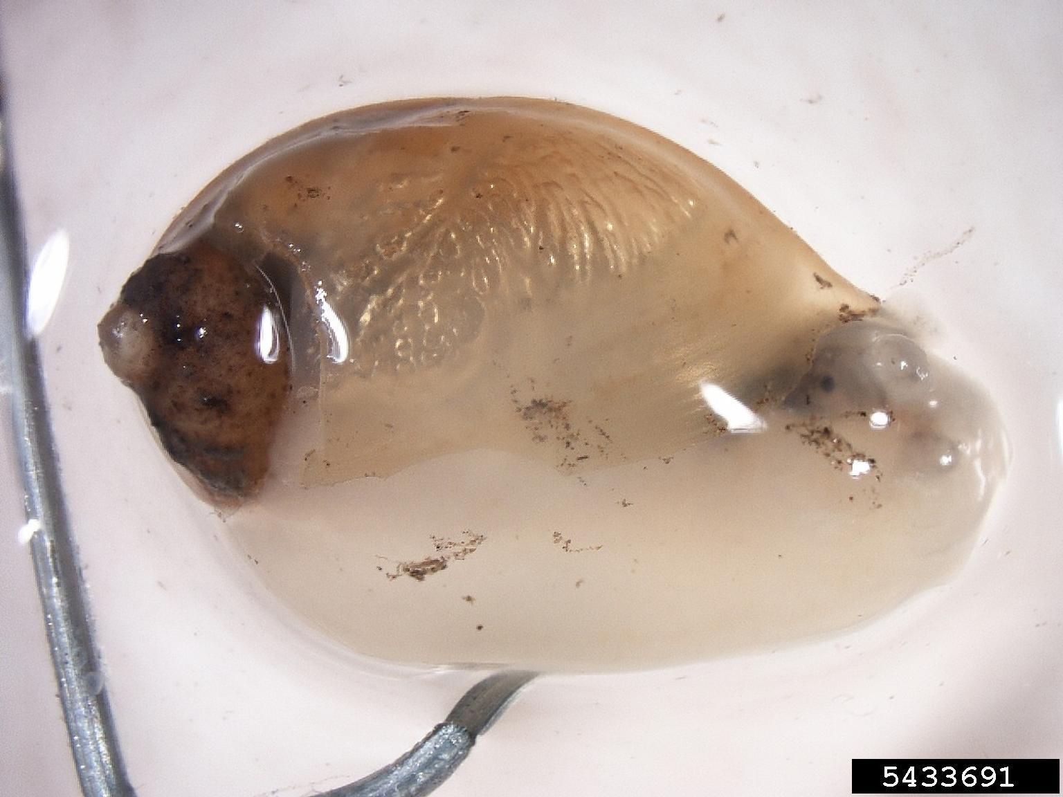 amber snails (Genus Succinea)