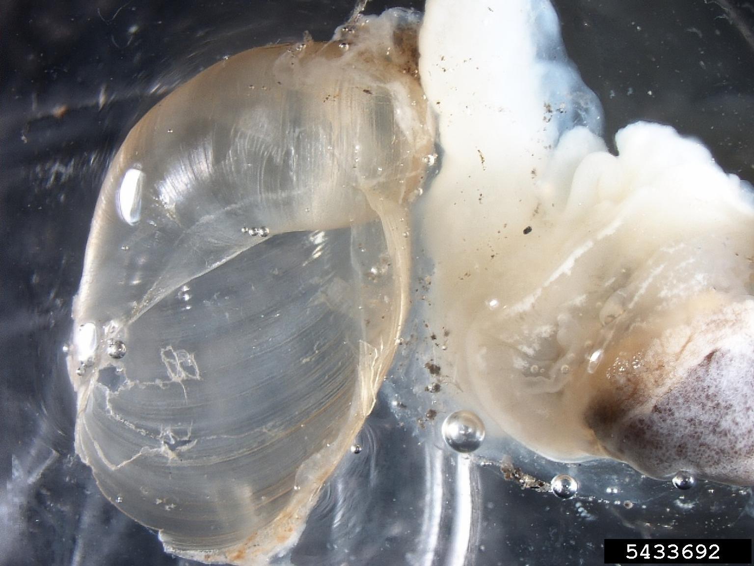 amber snails (Genus Succinea Draparnaud, 1801)