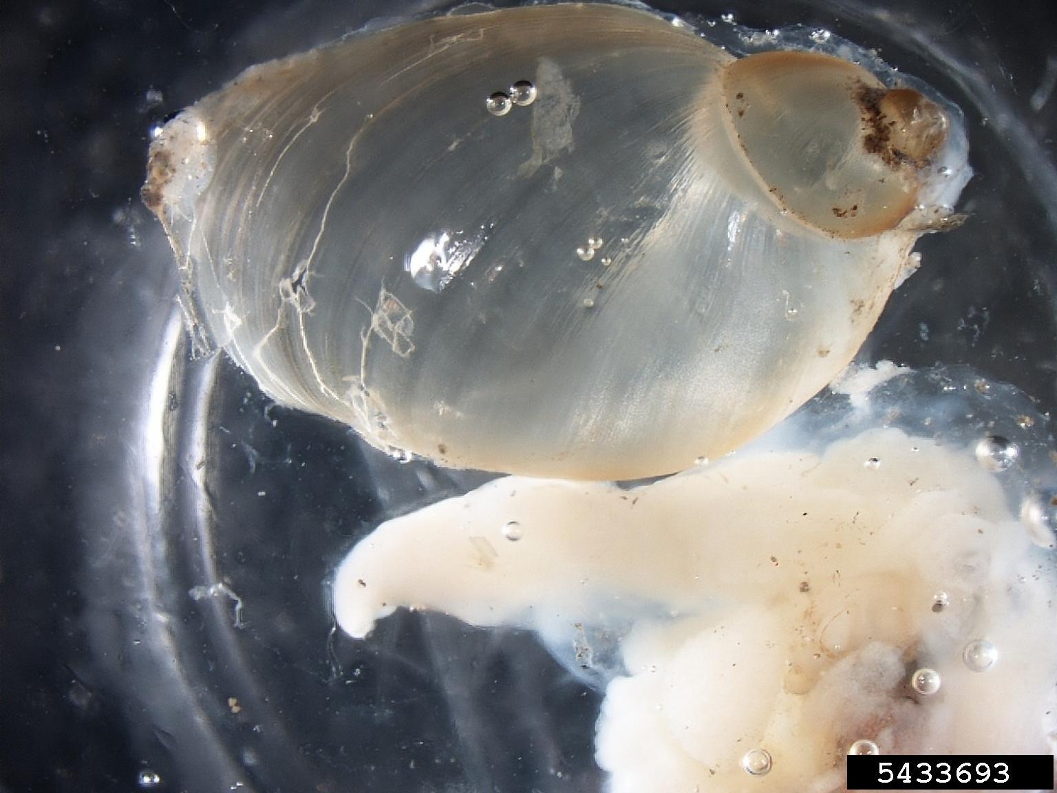 amber snails (Genus Succinea)