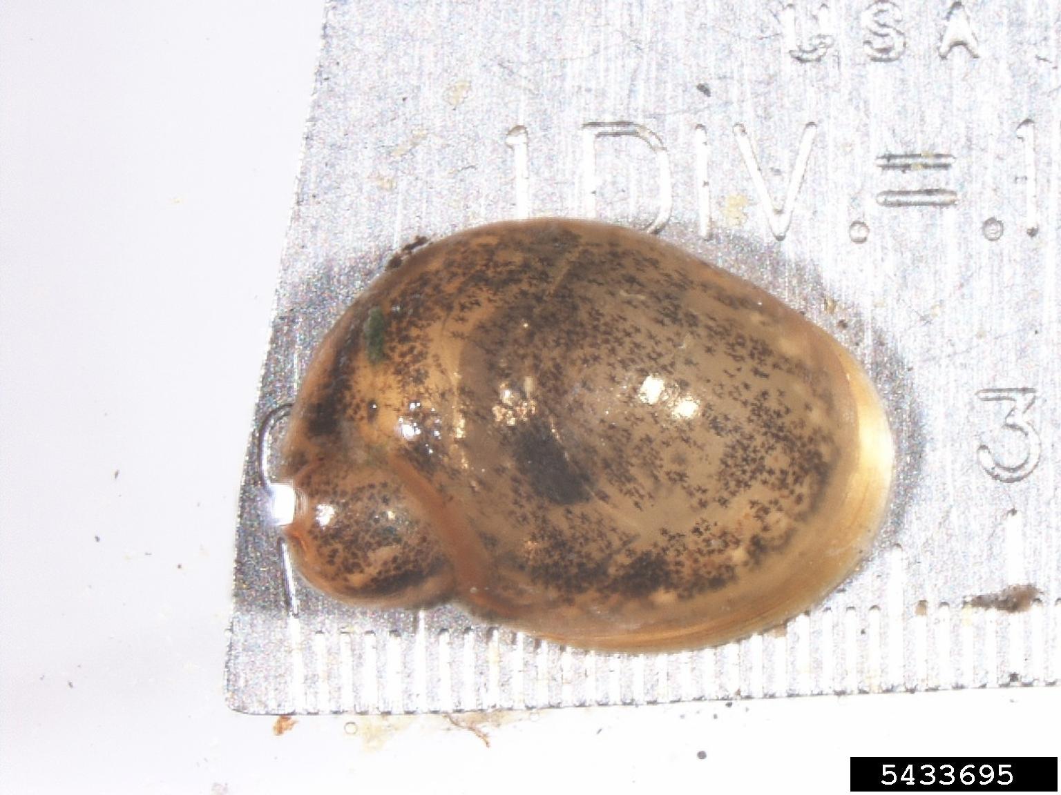 amber snails (Genus Succinea Draparnaud, 1801)