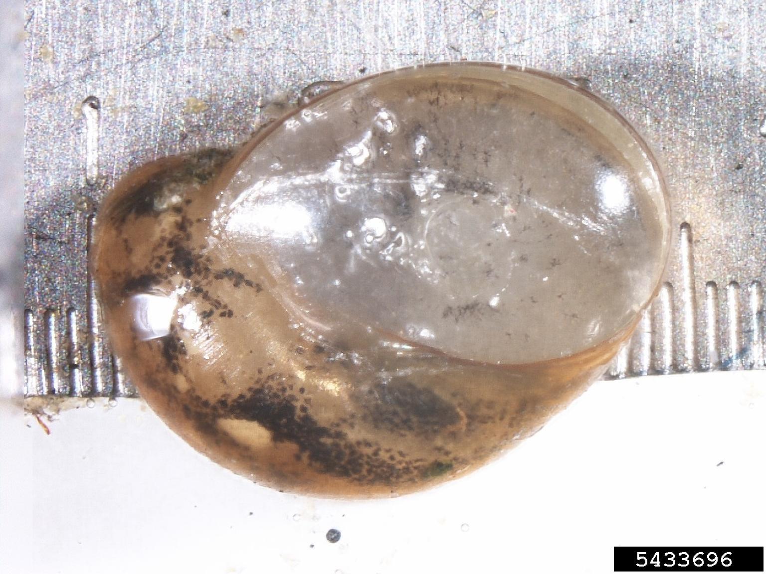 amber snails (Genus Succinea)