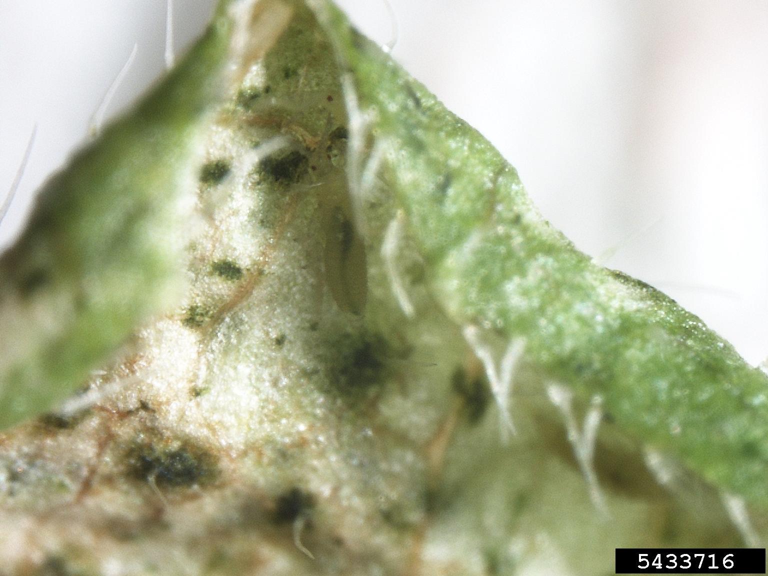 onion thrips (Thrips tabaci)