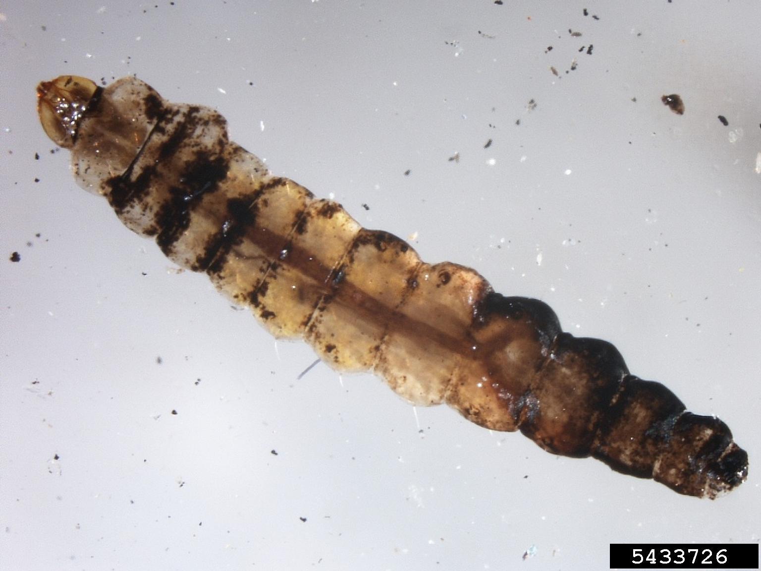 Tischerid moths, (Lepidoptera: Tischeriidae) - 5433726