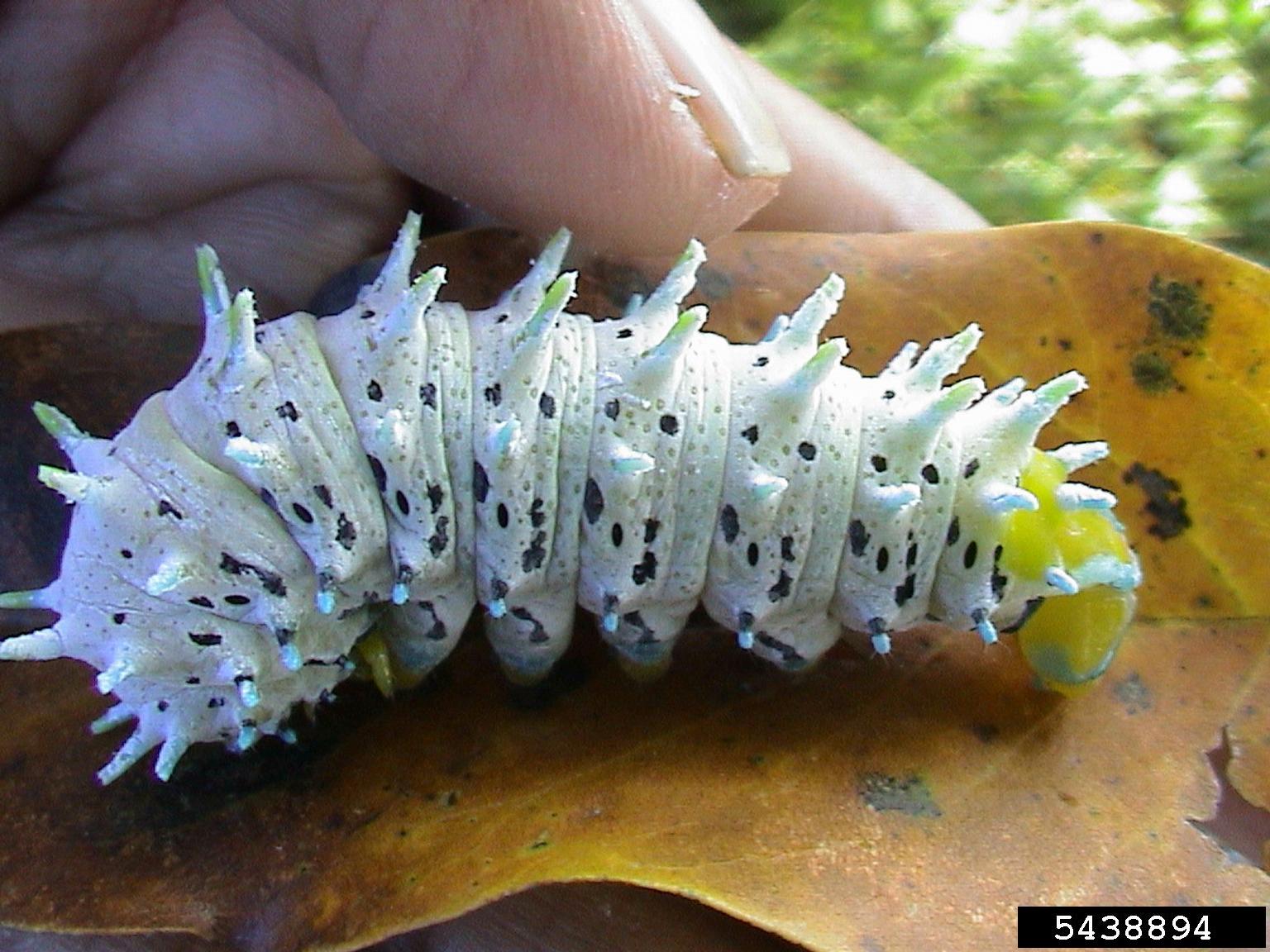 eri silkmoth (Samia ricini (Drury, 1773))