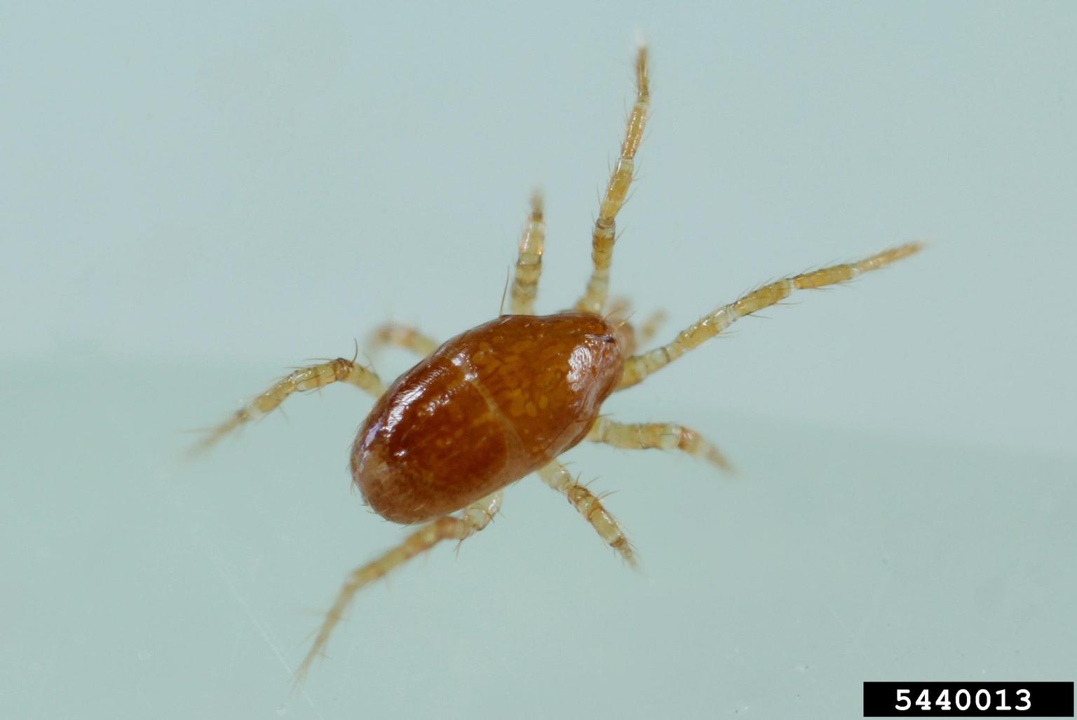 mites (Order Acari) (Order Acari)