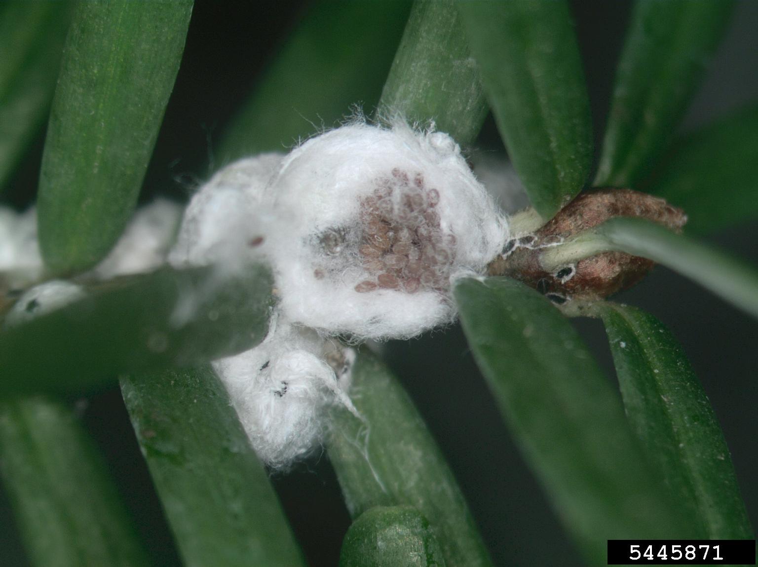 hemlock woolly adelgid (Adelges tsugae)