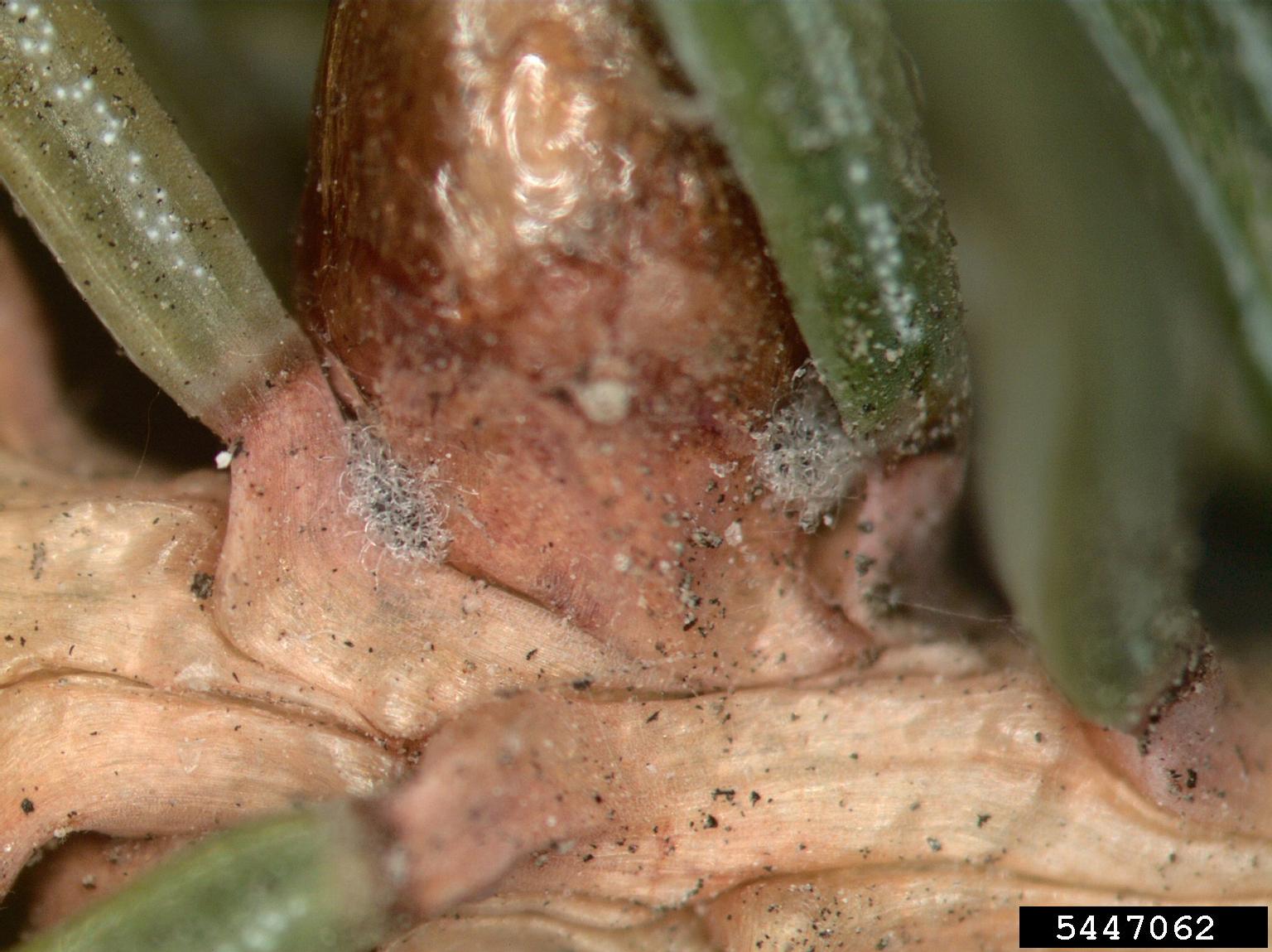 Cooley spruce gall adelgid (Adelges cooleyi (Gillette, 1907))