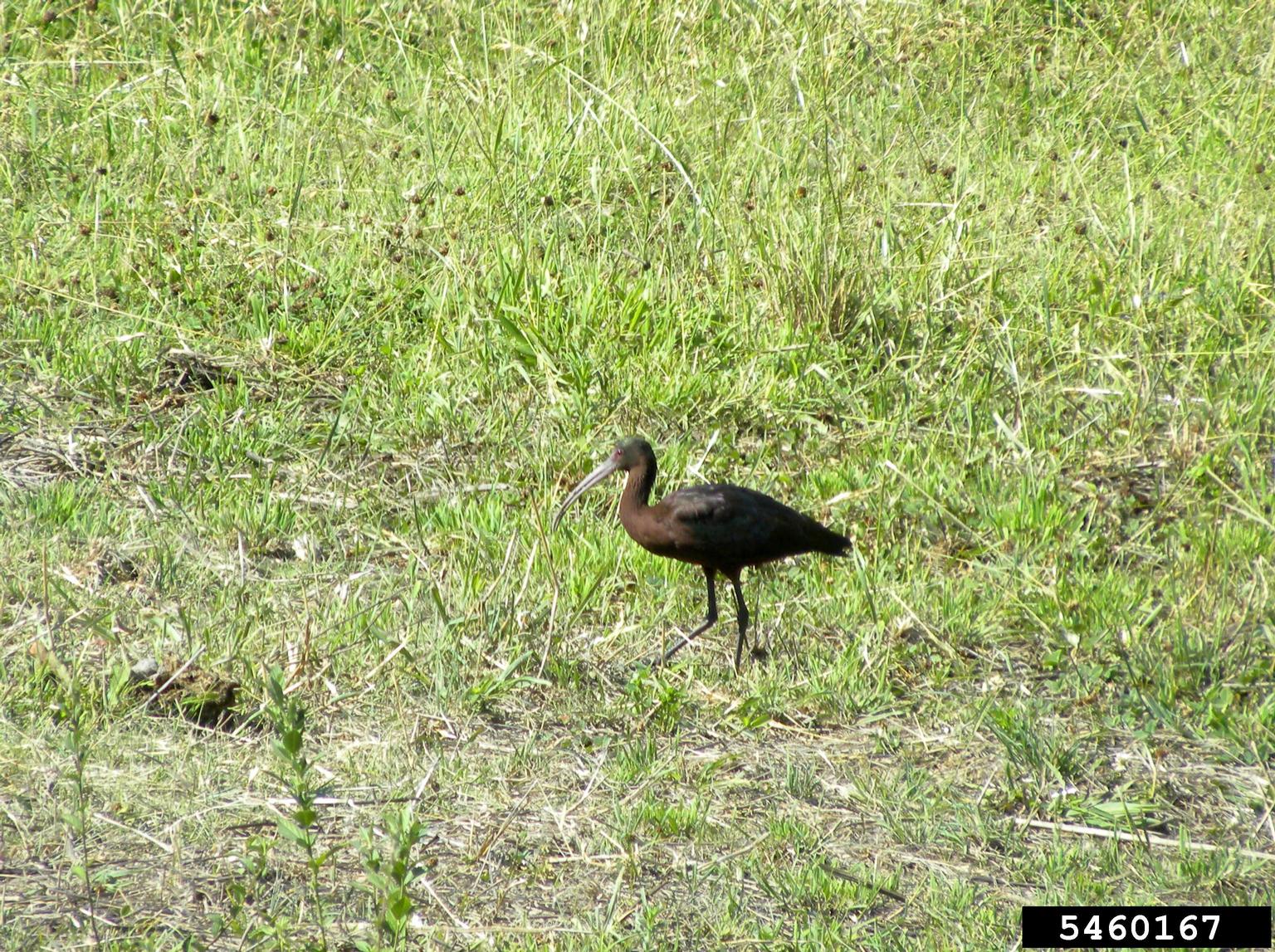 puna ibis (Plegadis ridgwayi)