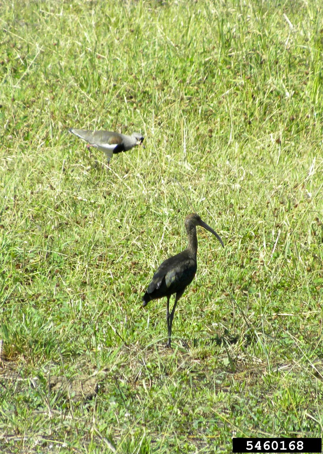puna ibis (Plegadis ridgwayi (Allen, 1876))