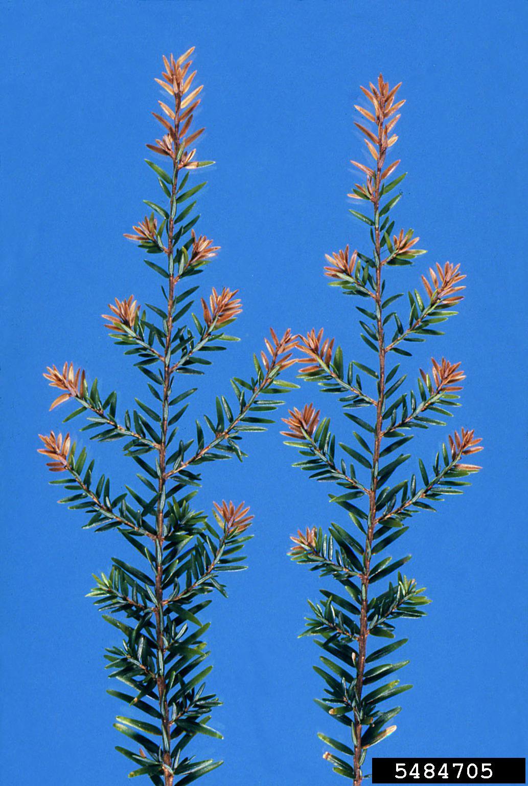 cold injury (low temperature) on yew (Taxus spp. ) - 5484705