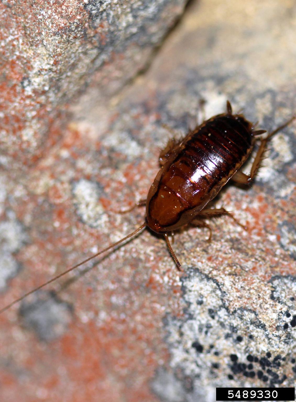 cockroaches, Celatoblatta spp. (Blattodea: Blattidae) - 5489330
