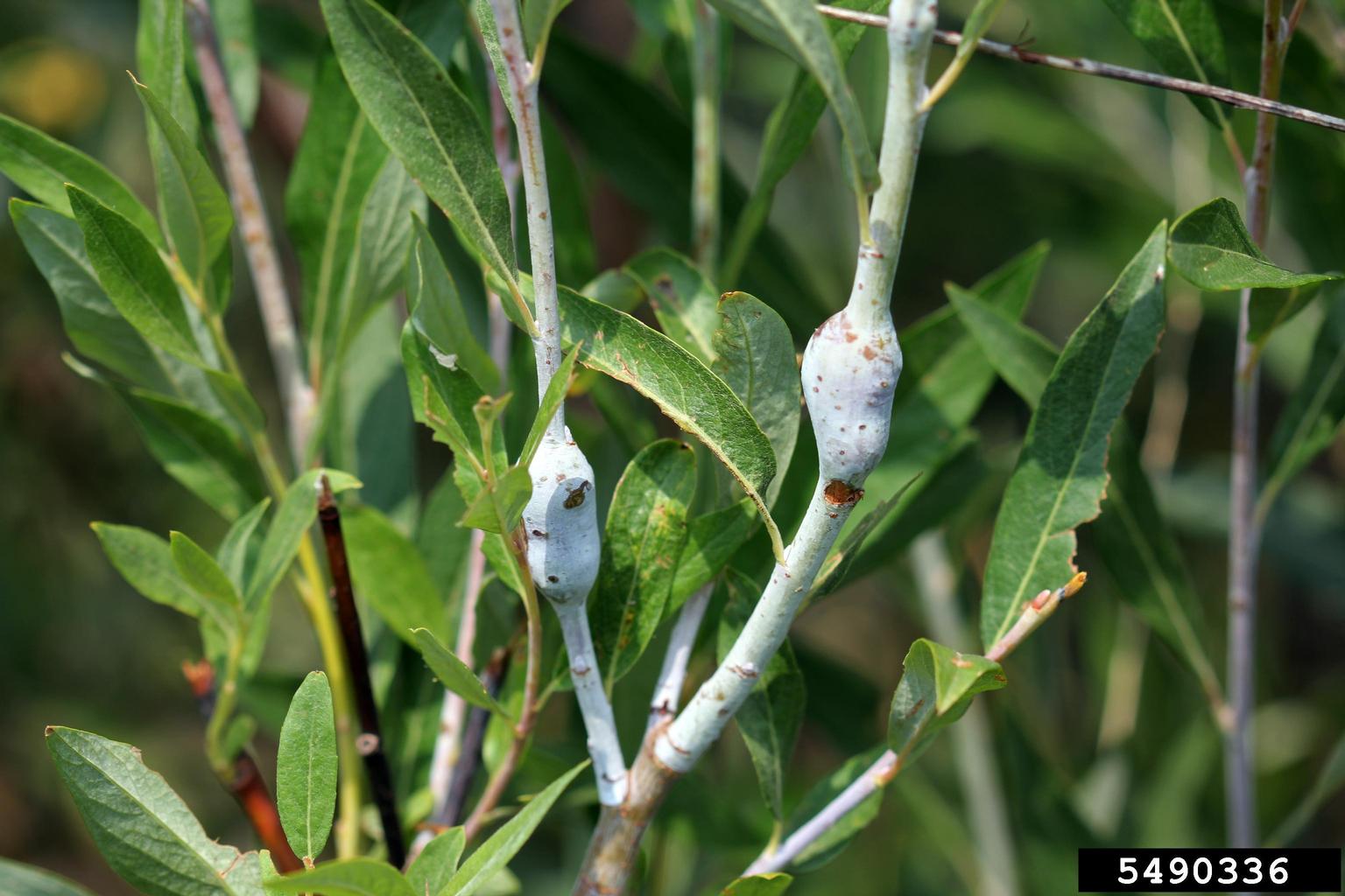 leaf-mining fly (Hexomyza winnemanae (Malloch, 1913))